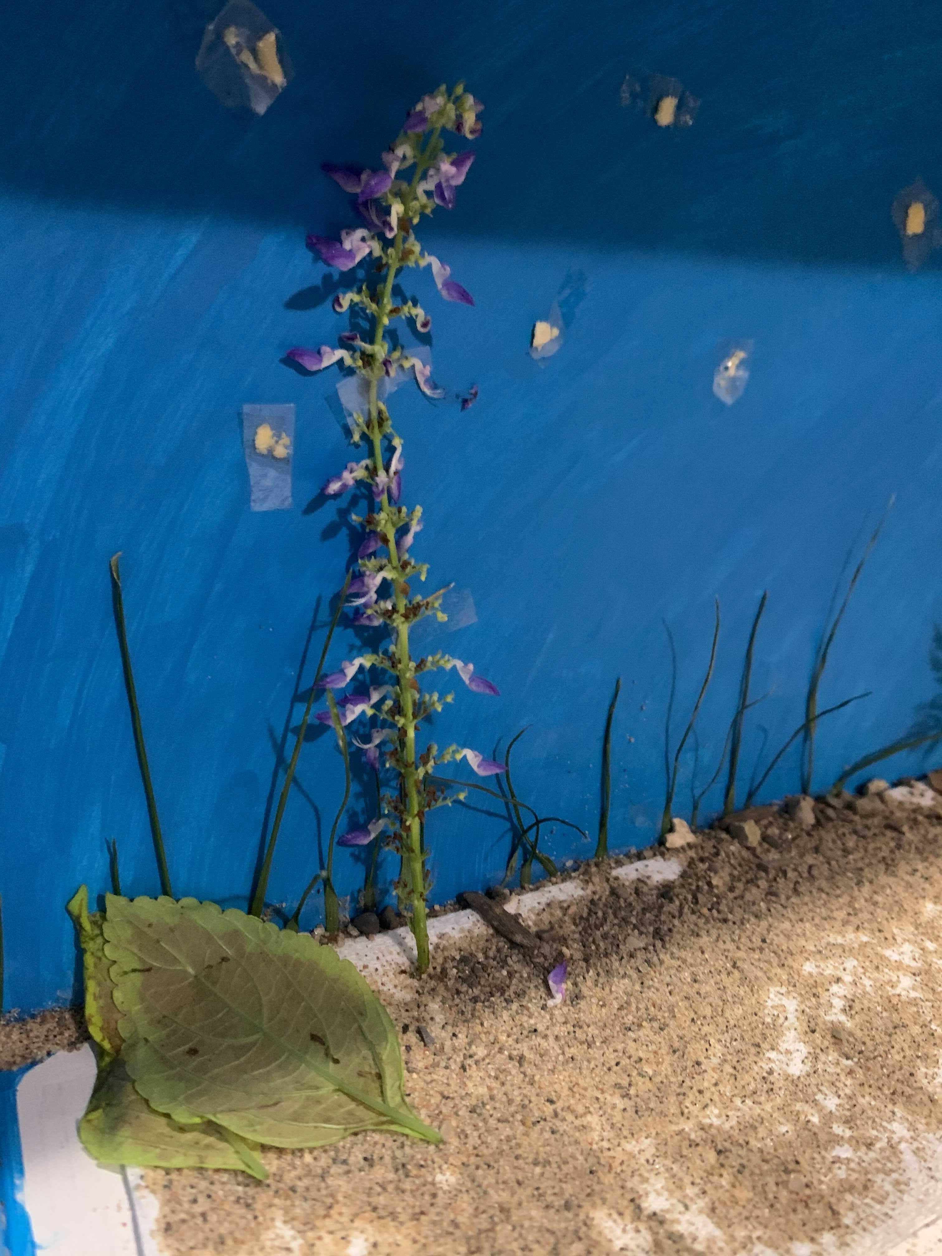 Marine Ecosystem Made From Candy : 9 Steps - Instructables