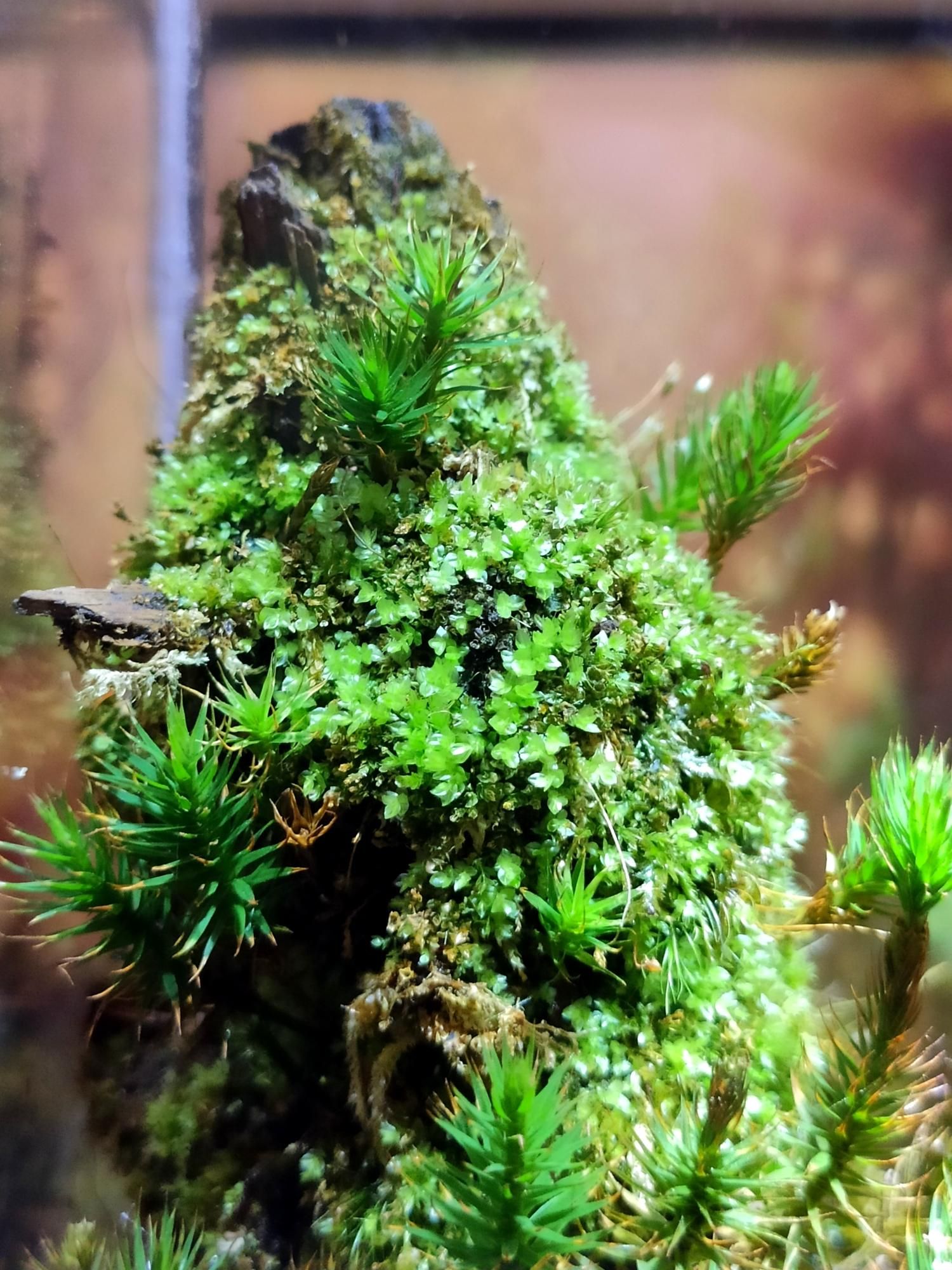 The Eco-Crystal - Mini Ecosystem in a Crystal Shaped Planter : 7 Steps ...