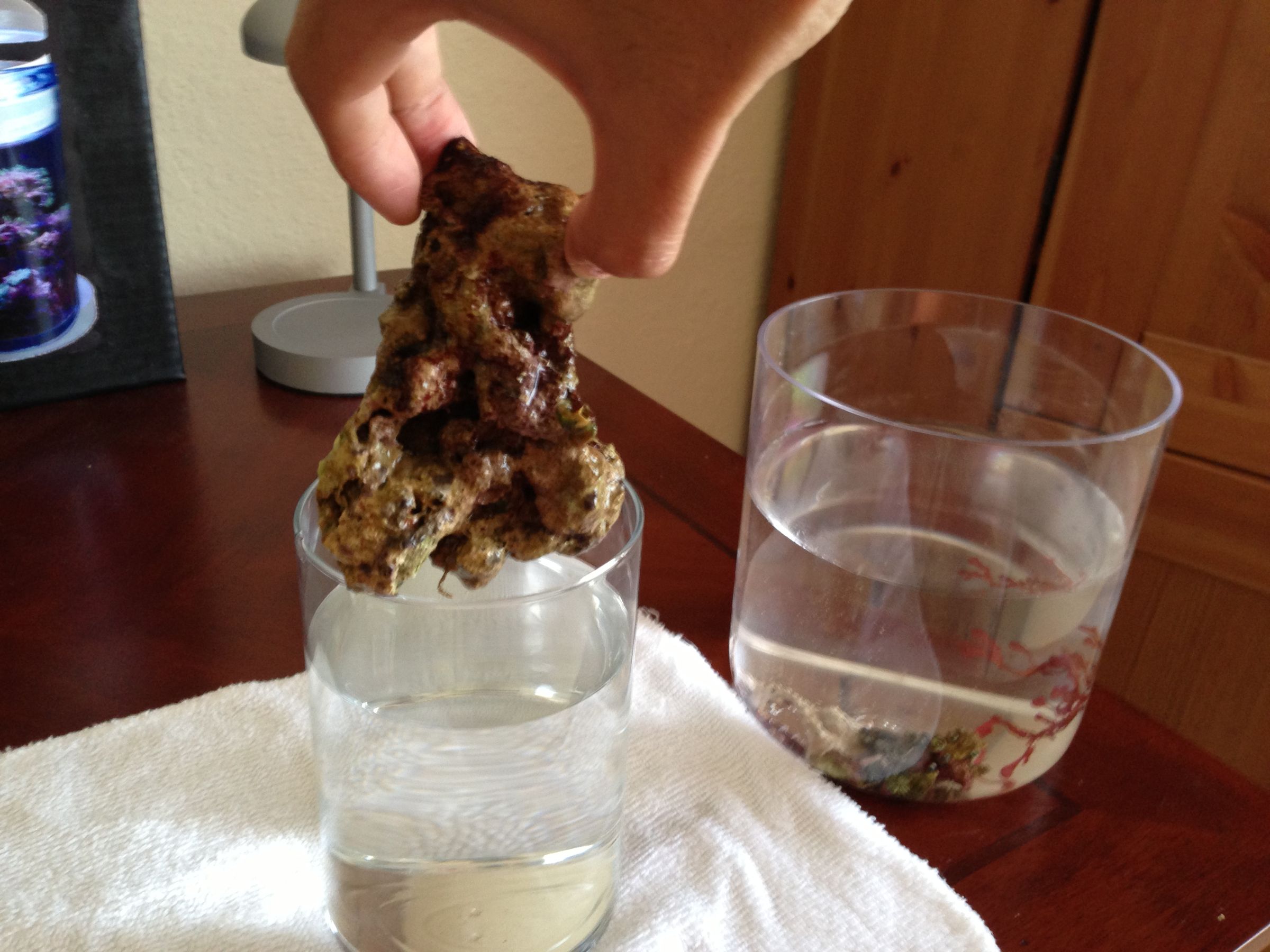 A Low Maintenance/self Sustaining Saltwater Ecosystem : 4 Steps ...