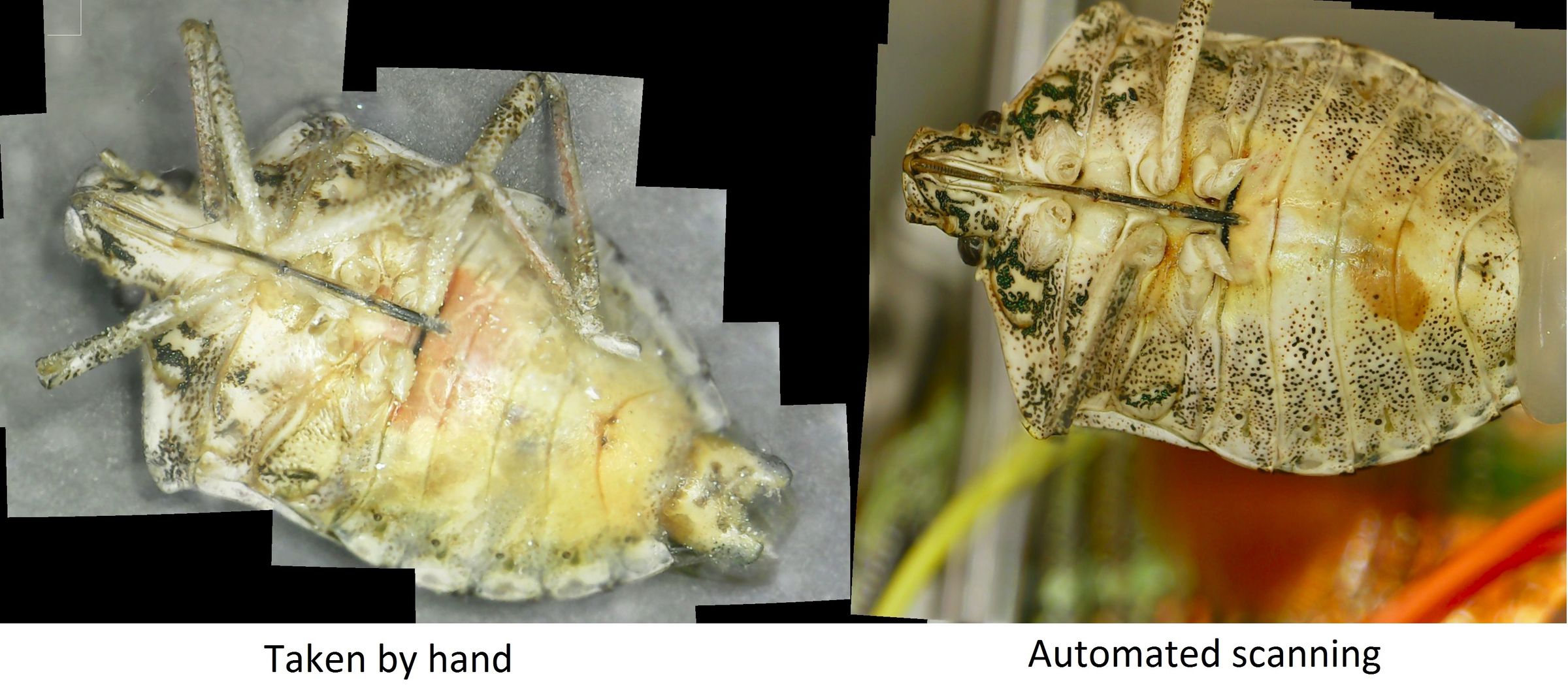 LadyBug: a Motorized Microscope and 3D Scanner for Very Small Things ...