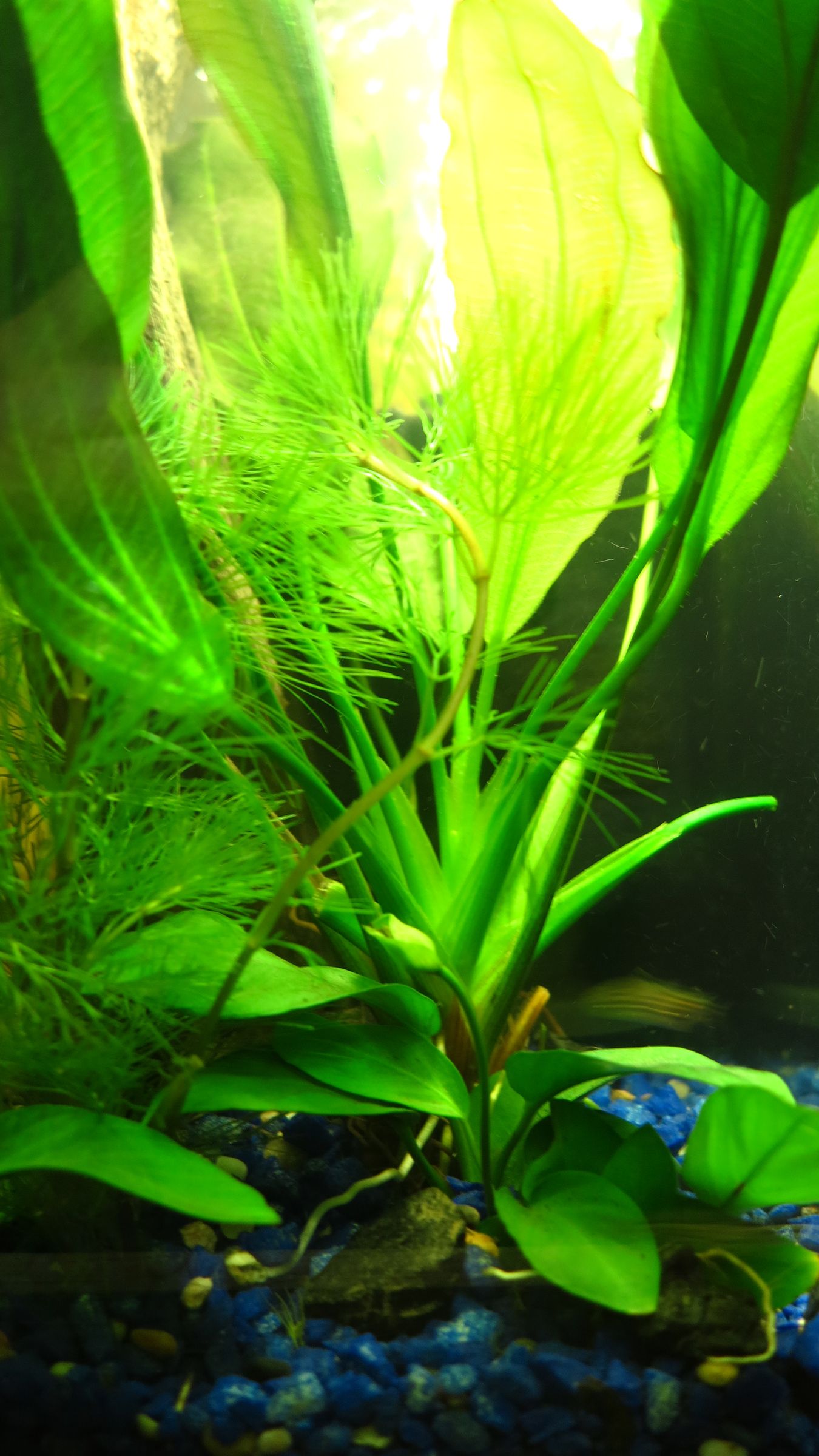 Ebb and Flow Aquaponics for the Office : 12 Steps (with Pictures ...