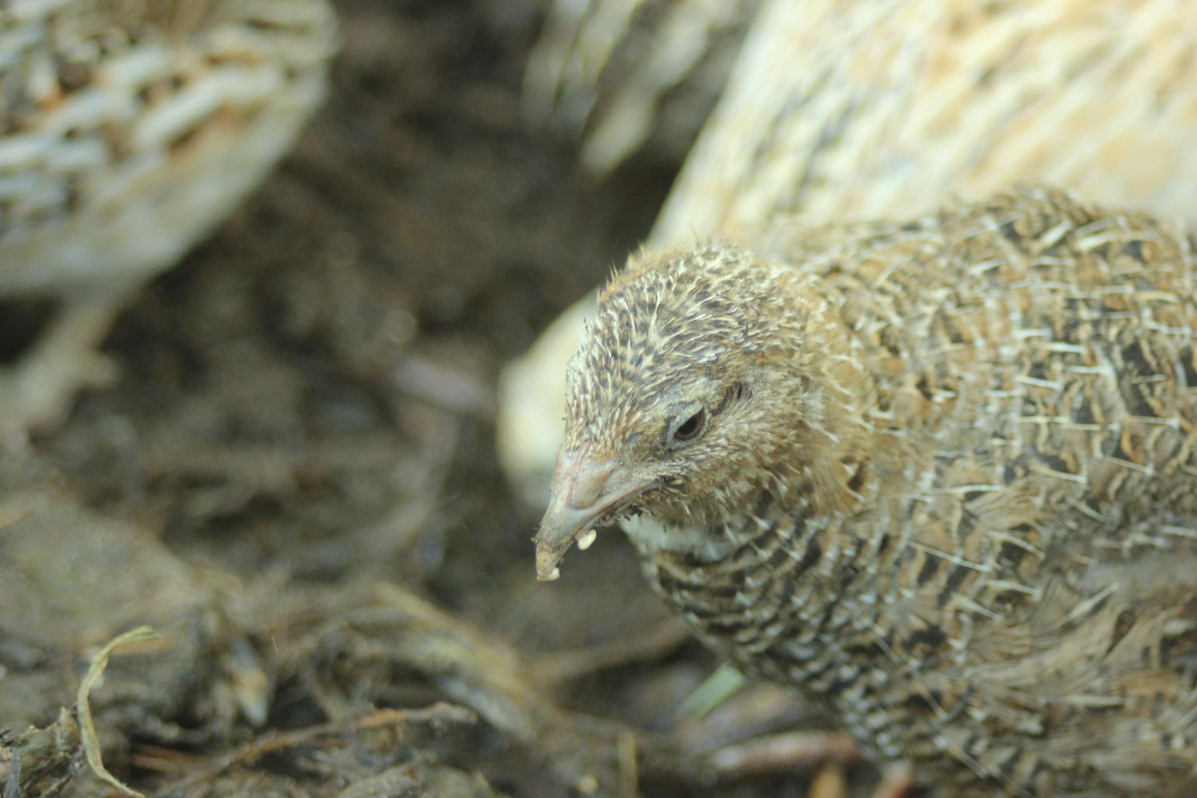 Greenhouse Extension - Making a Safe Living, Nesting & Brooding Area ...