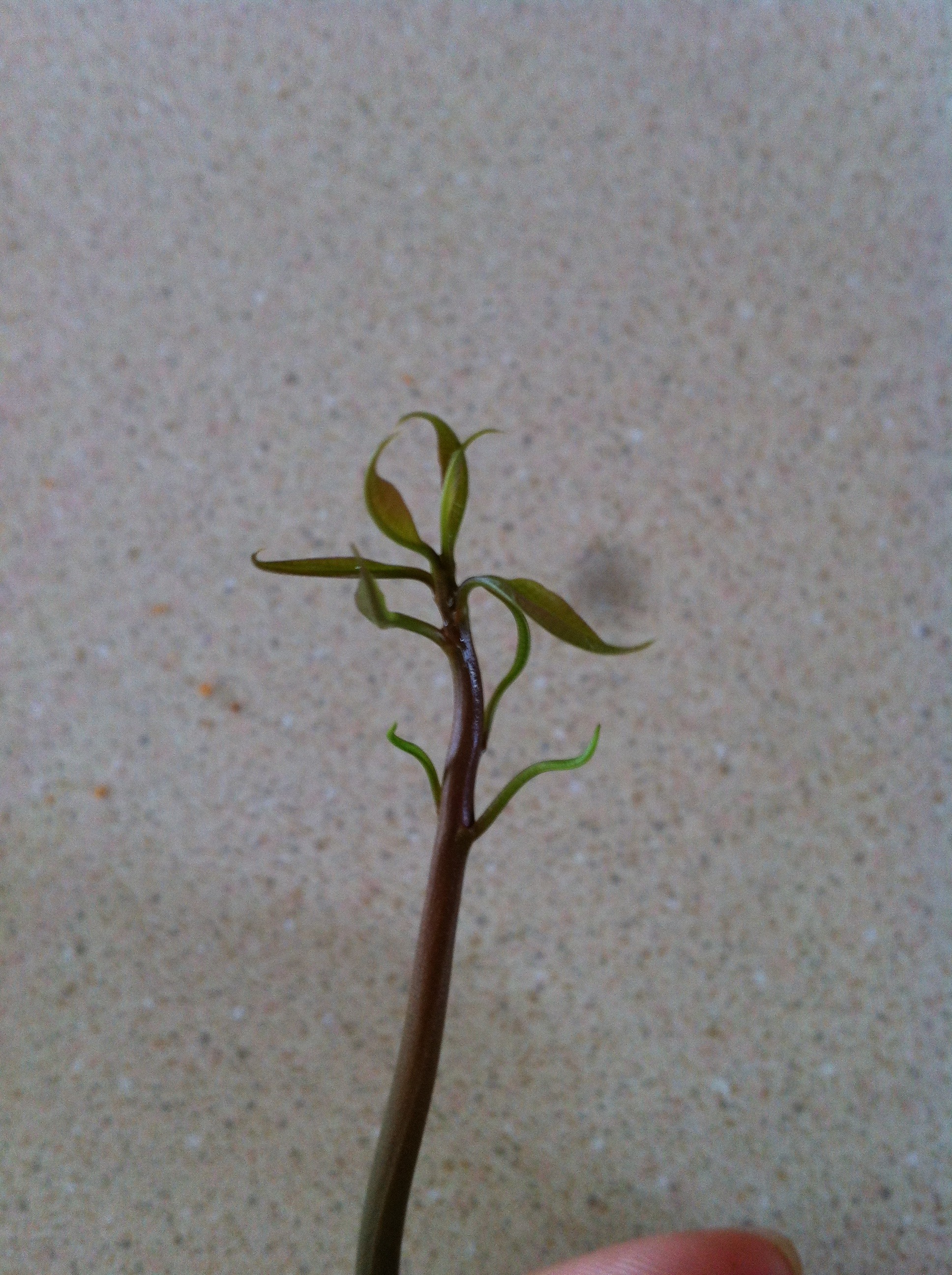 How to Grow a Mango Tree : 4 Steps (with Pictures) - Instructables