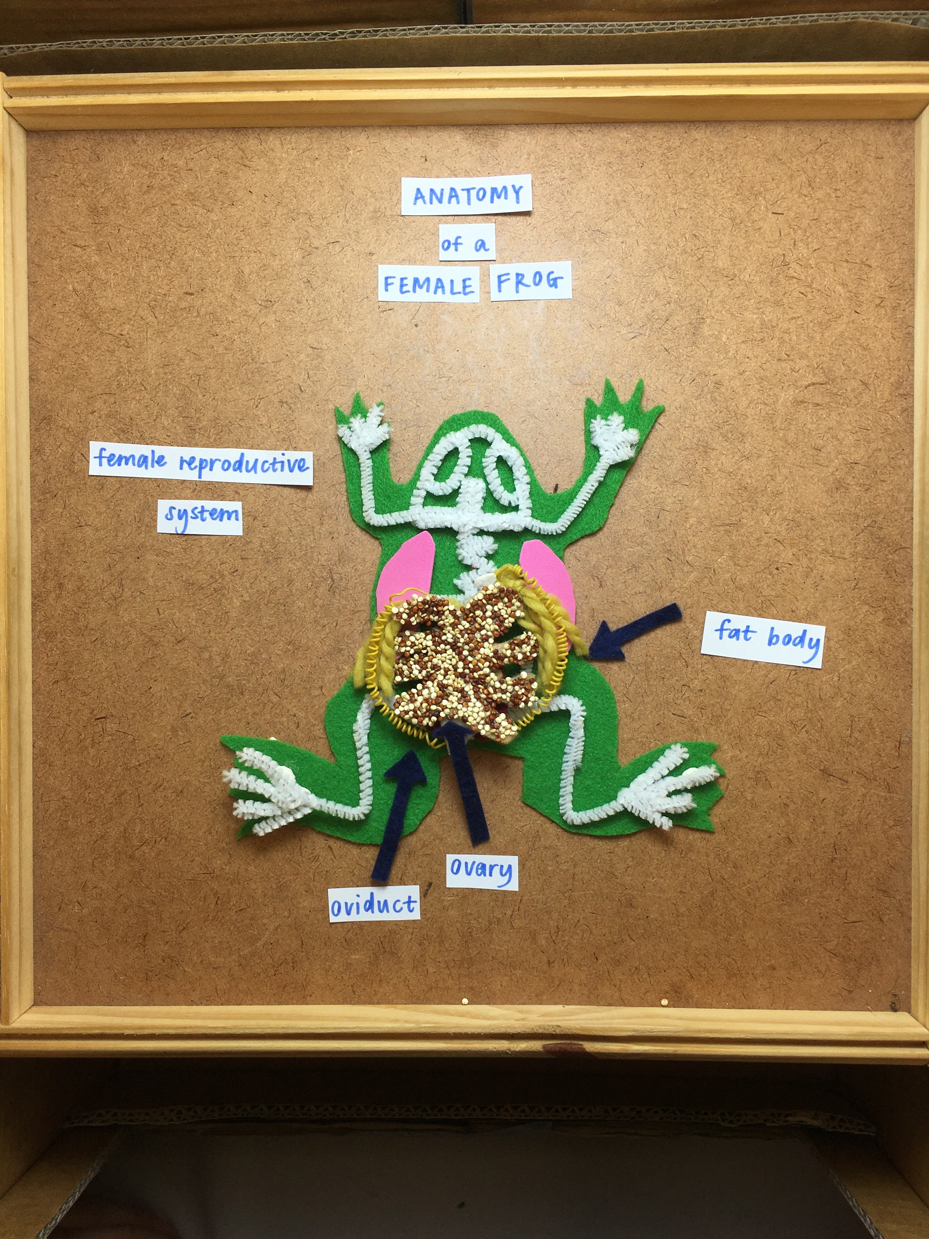 DIY Frog for Dissecting : 11 Steps (with Pictures) - Instructables
