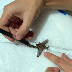 Preserving a Lepidoptera (Butterflies, Moths, and Skippers) : 7 Steps ...