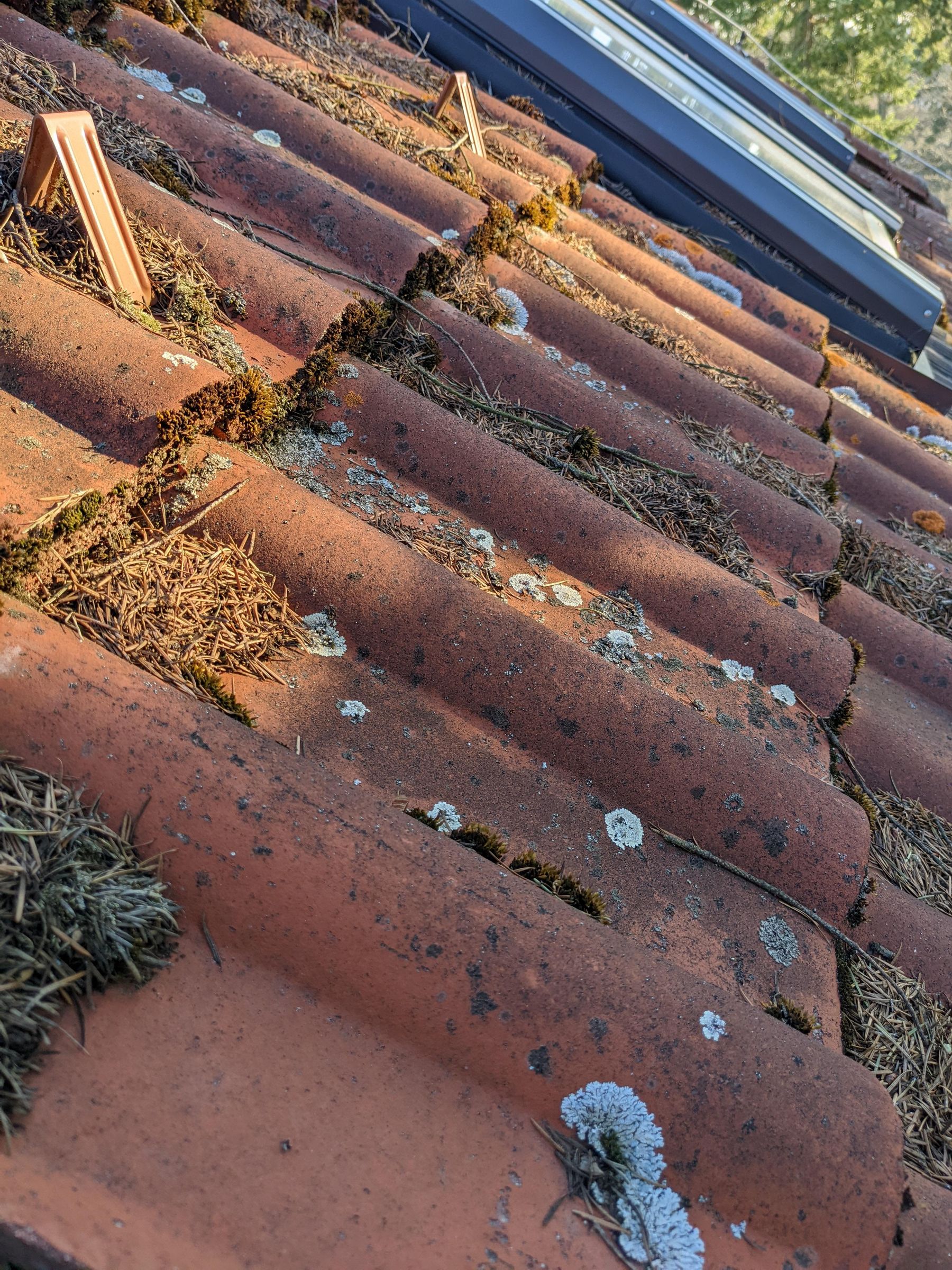 The Legend of Zelda - Moss Terrarium Using IKEA Glass Dome : 16 Steps ...