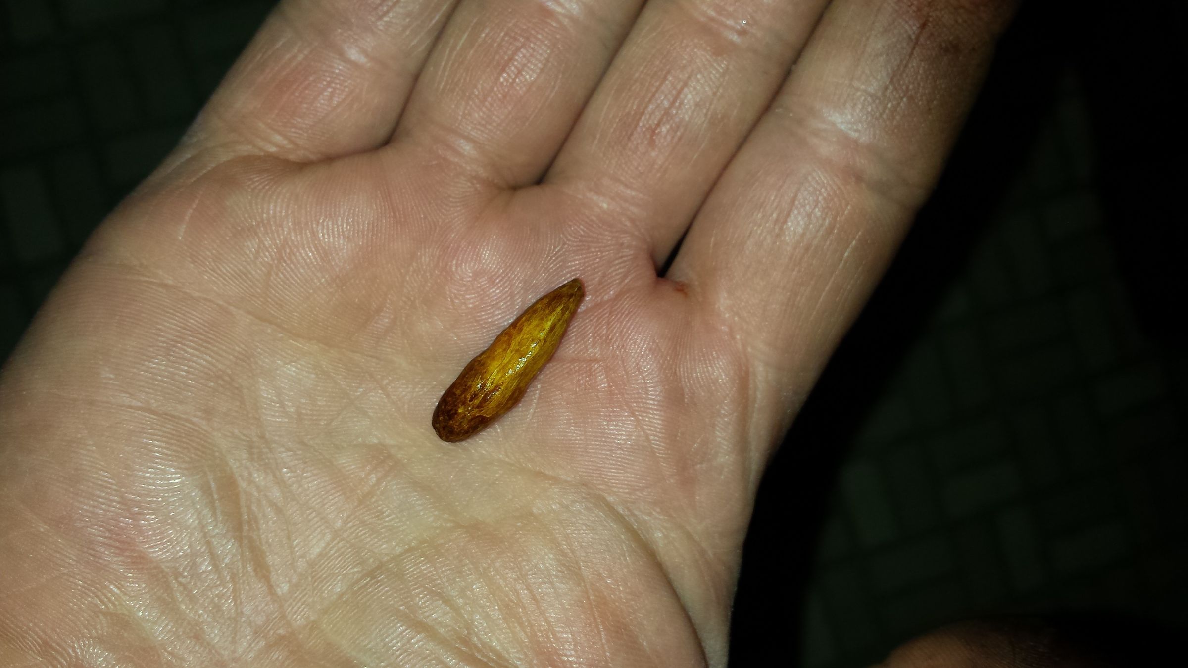Germinate Terminalia Catappa Seeds - Indian Almond : 5 Steps ...