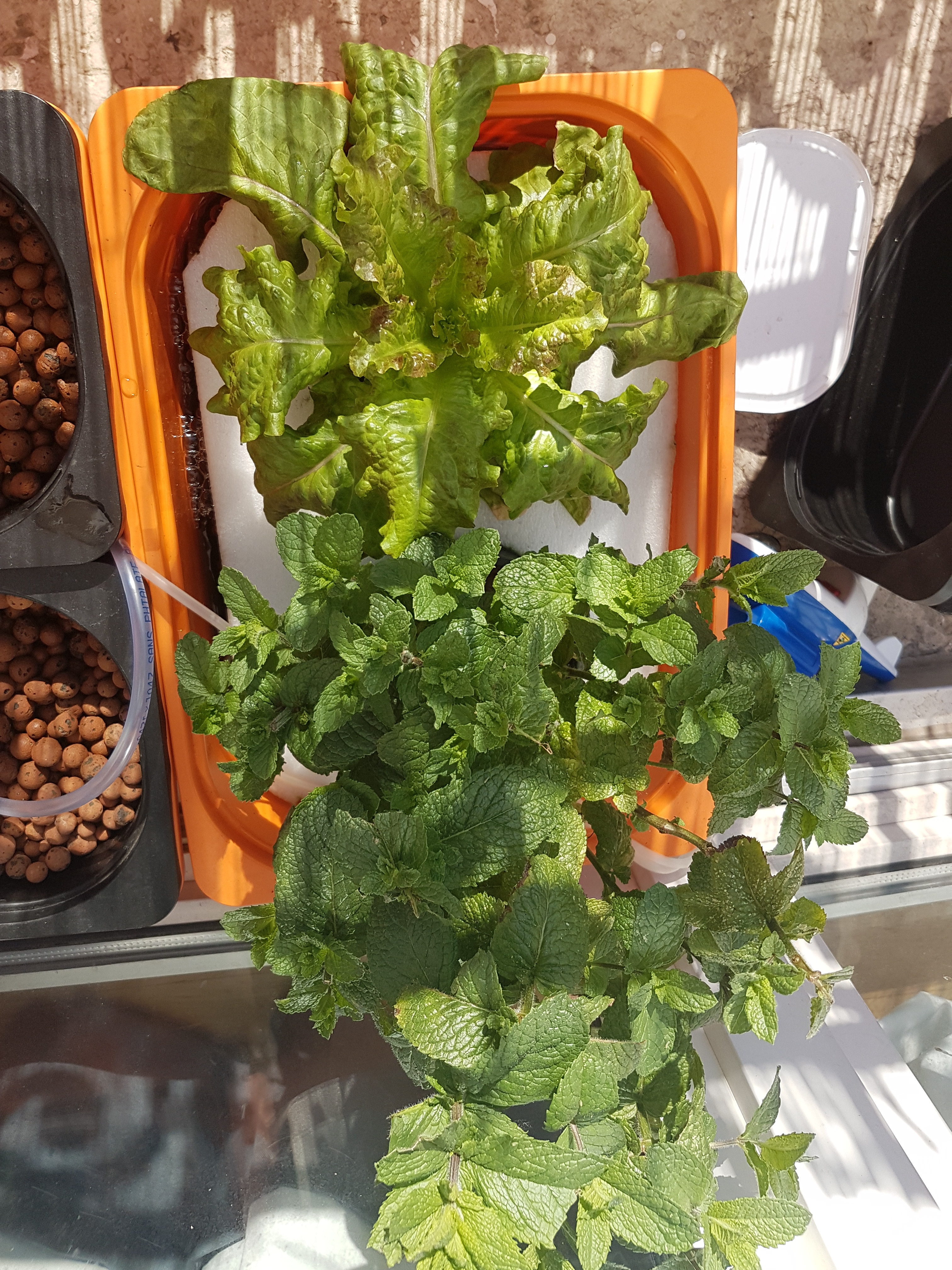 First Timer Hydroponics: the Raft System : 8 Steps (with Pictures ...