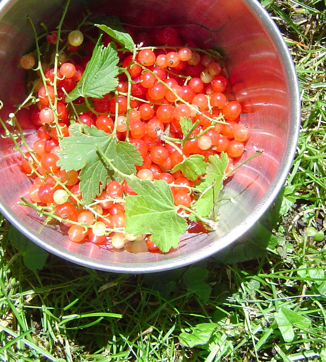 Currants From My Garden Cookies : 5 Steps (with Pictures) - Instructables