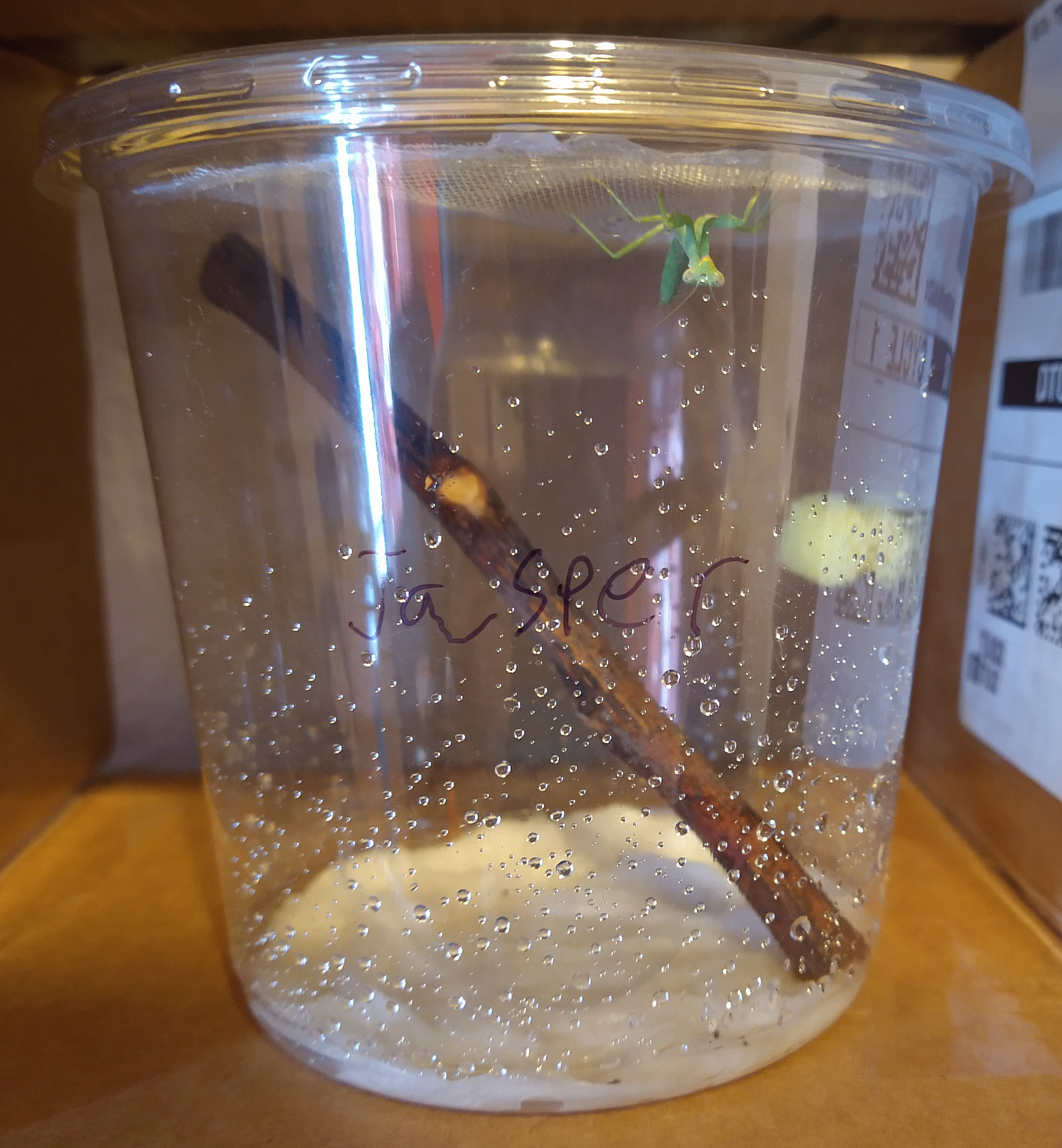 Perfect Praying Mantis Cups : 9 Steps (with Pictures) - Instructables