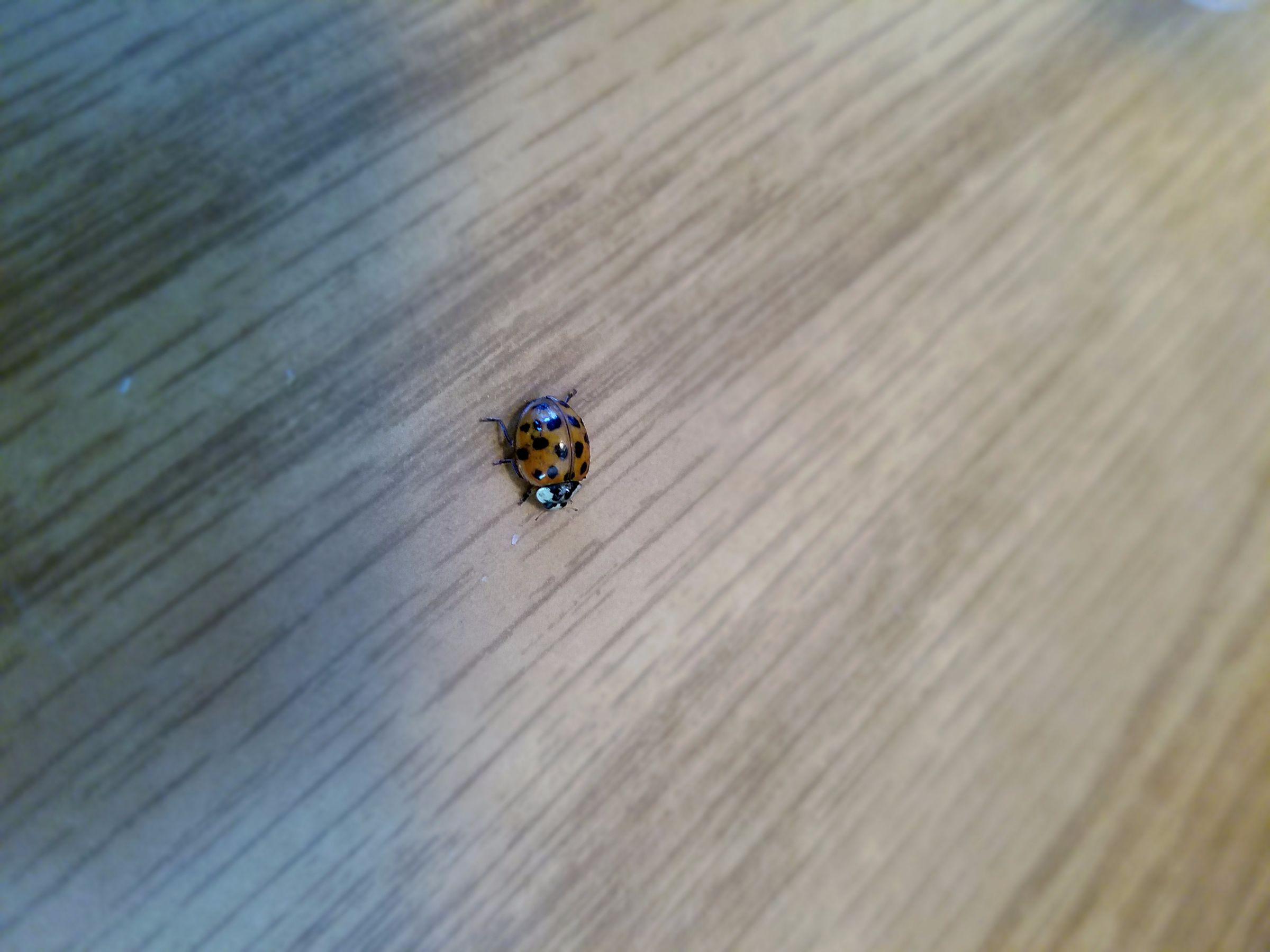 Insect Tranquilizing Chamber With Baking Soda : 11 Steps (with Pictures ...