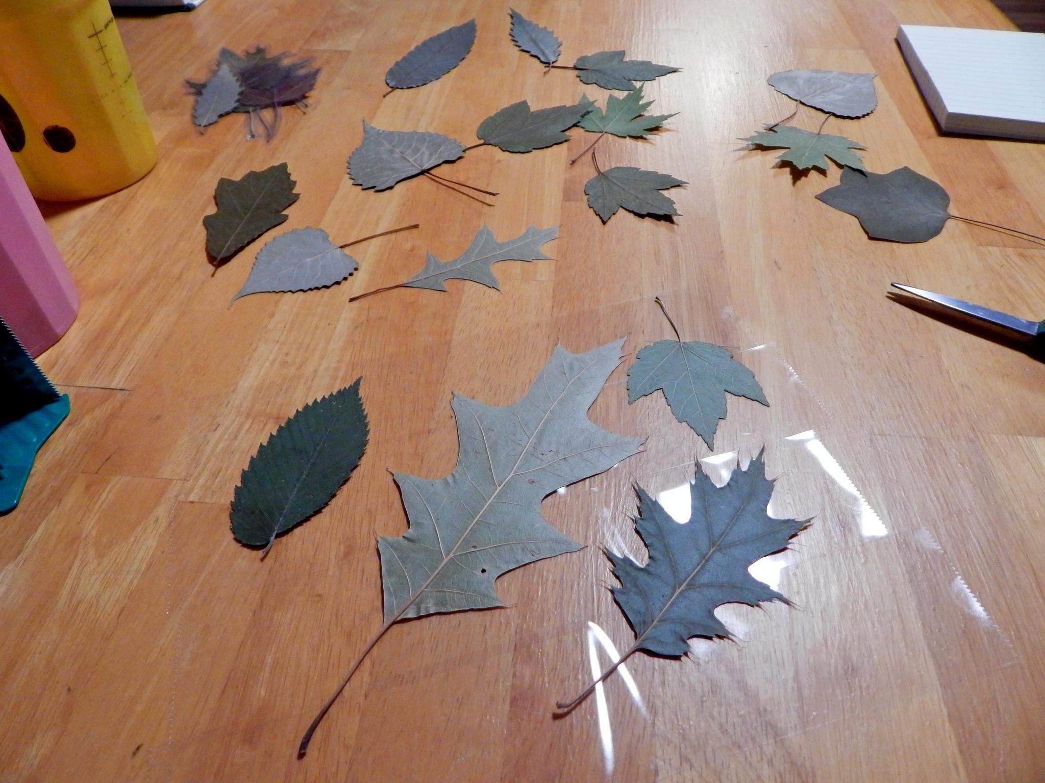 DIY Laminated Leaf Bookmarks : 4 Steps (with Pictures) - Instructables