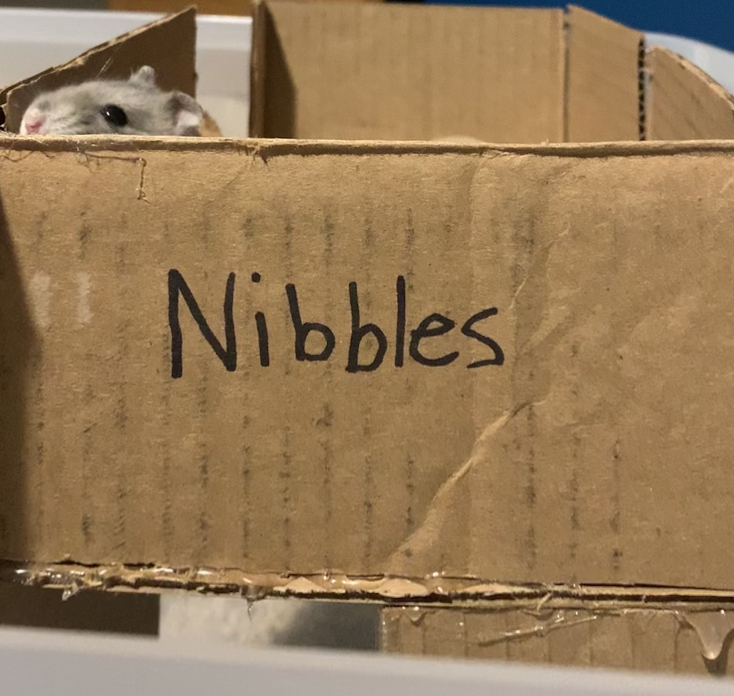 Ultimate Hamster Playground : 7 Steps - Instructables