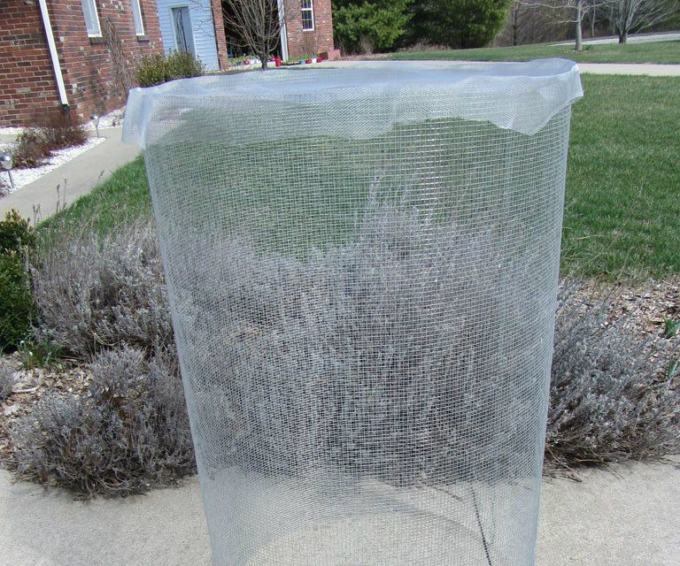 Cruciferous Cages to Prevent Cabbage Moths : 5 Steps - Instructables