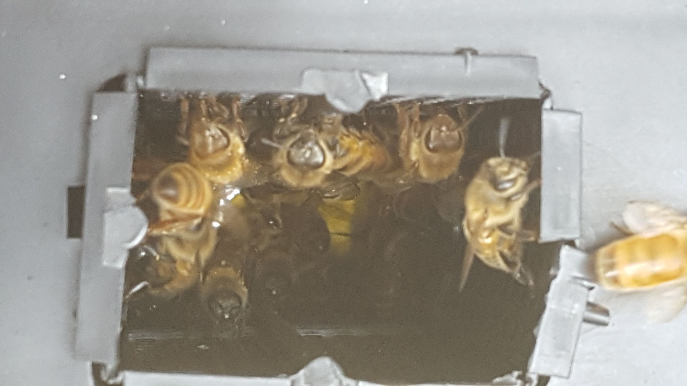 Honey Bee Syrup (with Pictures) - Instructables