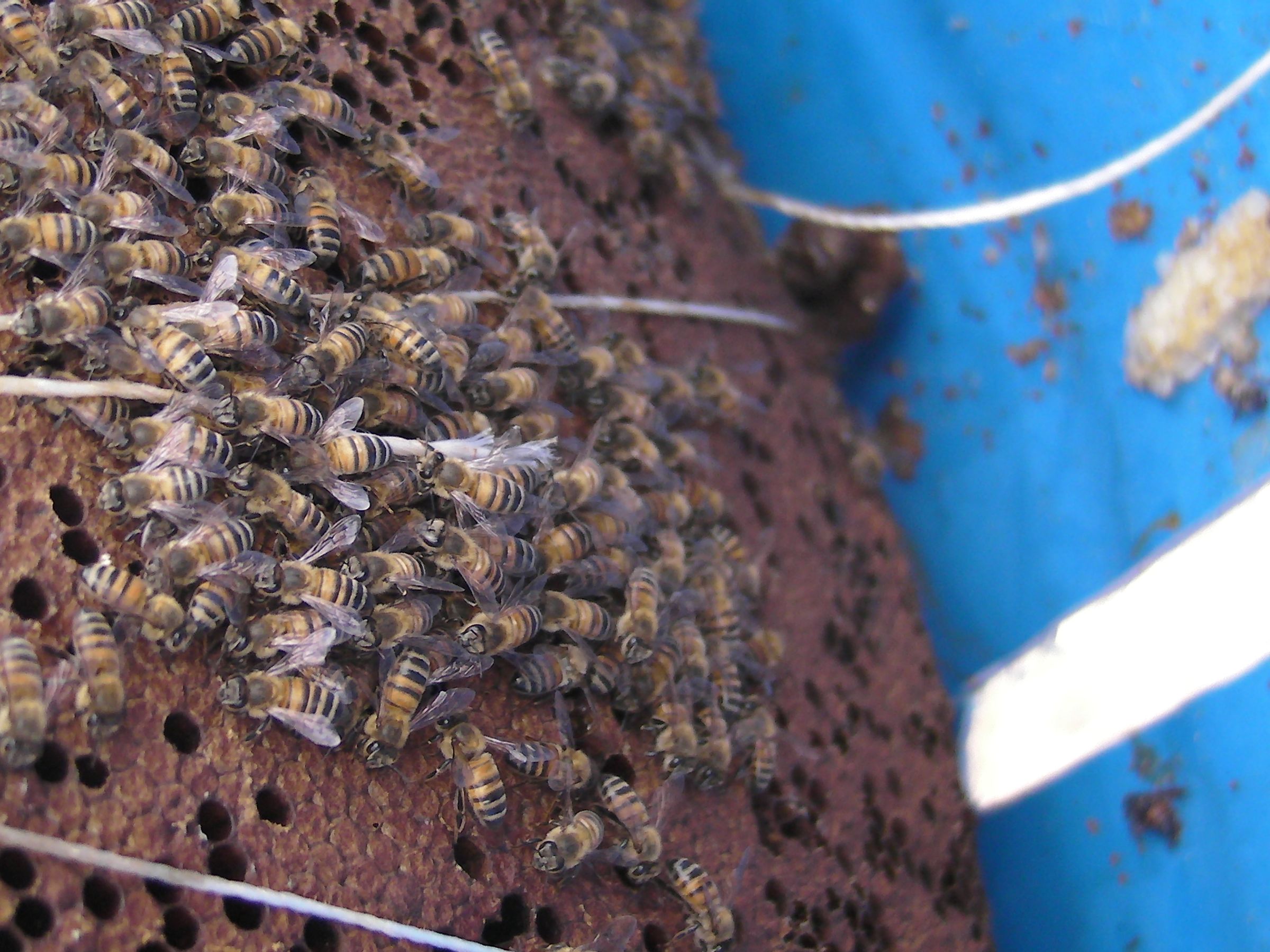 Make Your Own Honey Cow (Top Bar Bee Hive) : 7 Steps (with Pictures ...