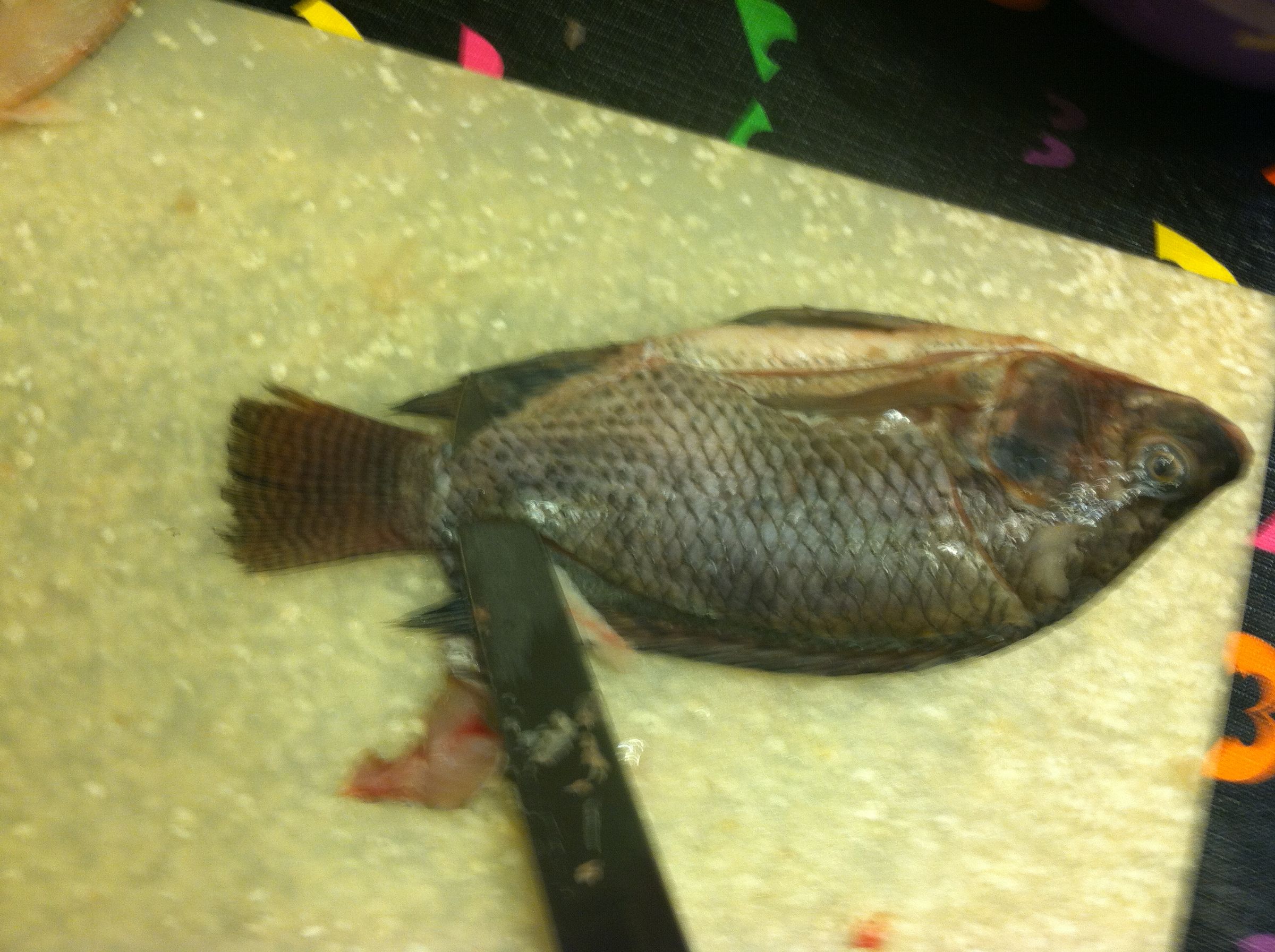 How to Clean a Fish : 6 Steps (with Pictures) - Instructables