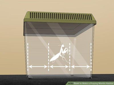 Perfect Praying Mantis Cups : 9 Steps (with Pictures) - Instructables