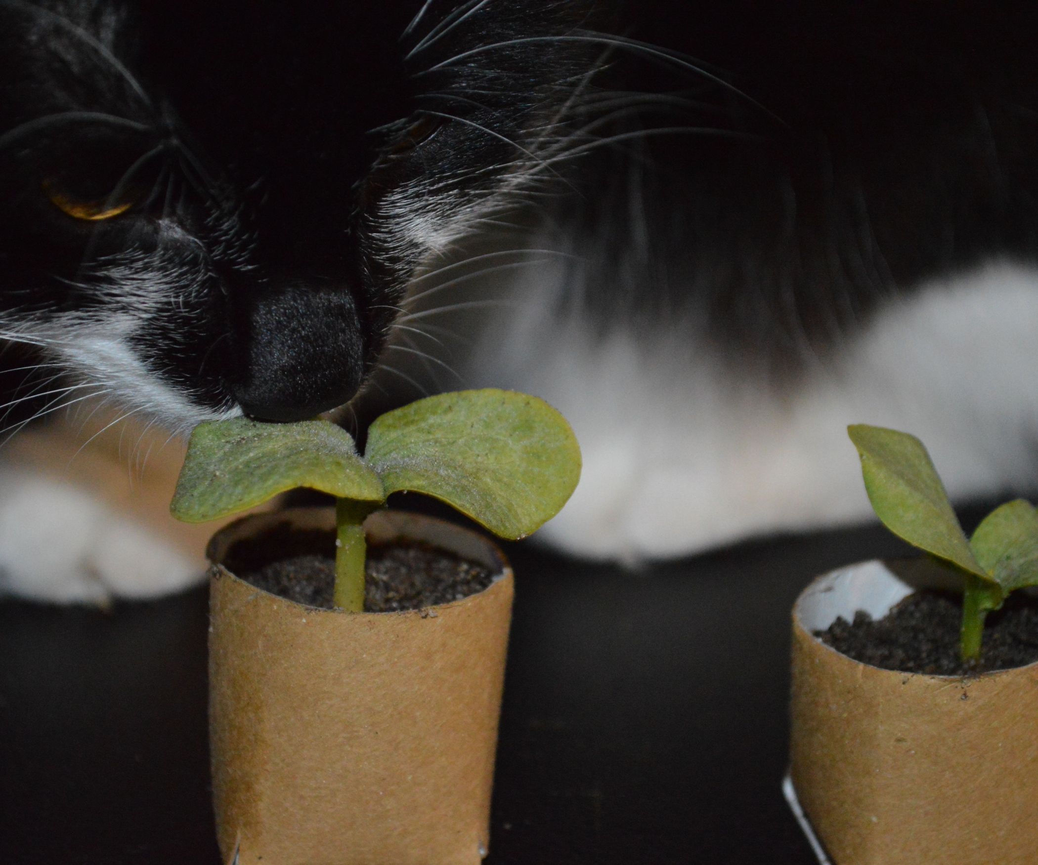 Biodegradable, Free, Toilet Roll Seedling Starters : 6 Steps (with ...