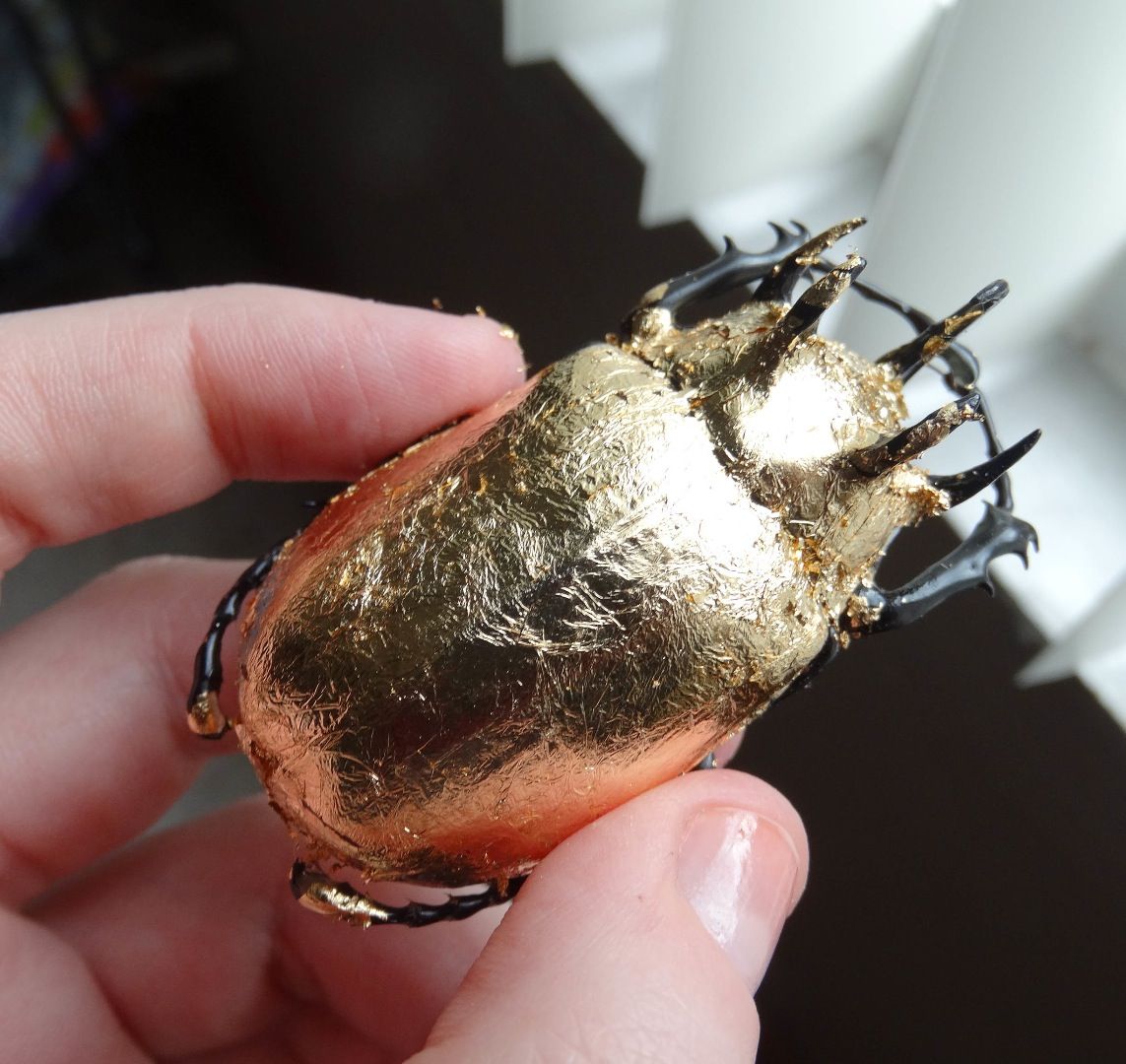 Preparing and Gilding a Real Insect : 10 Steps (with Pictures ...