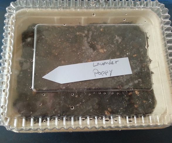 Window Sill Greenhouse - Reused and Recycled : 5 Steps - Instructables