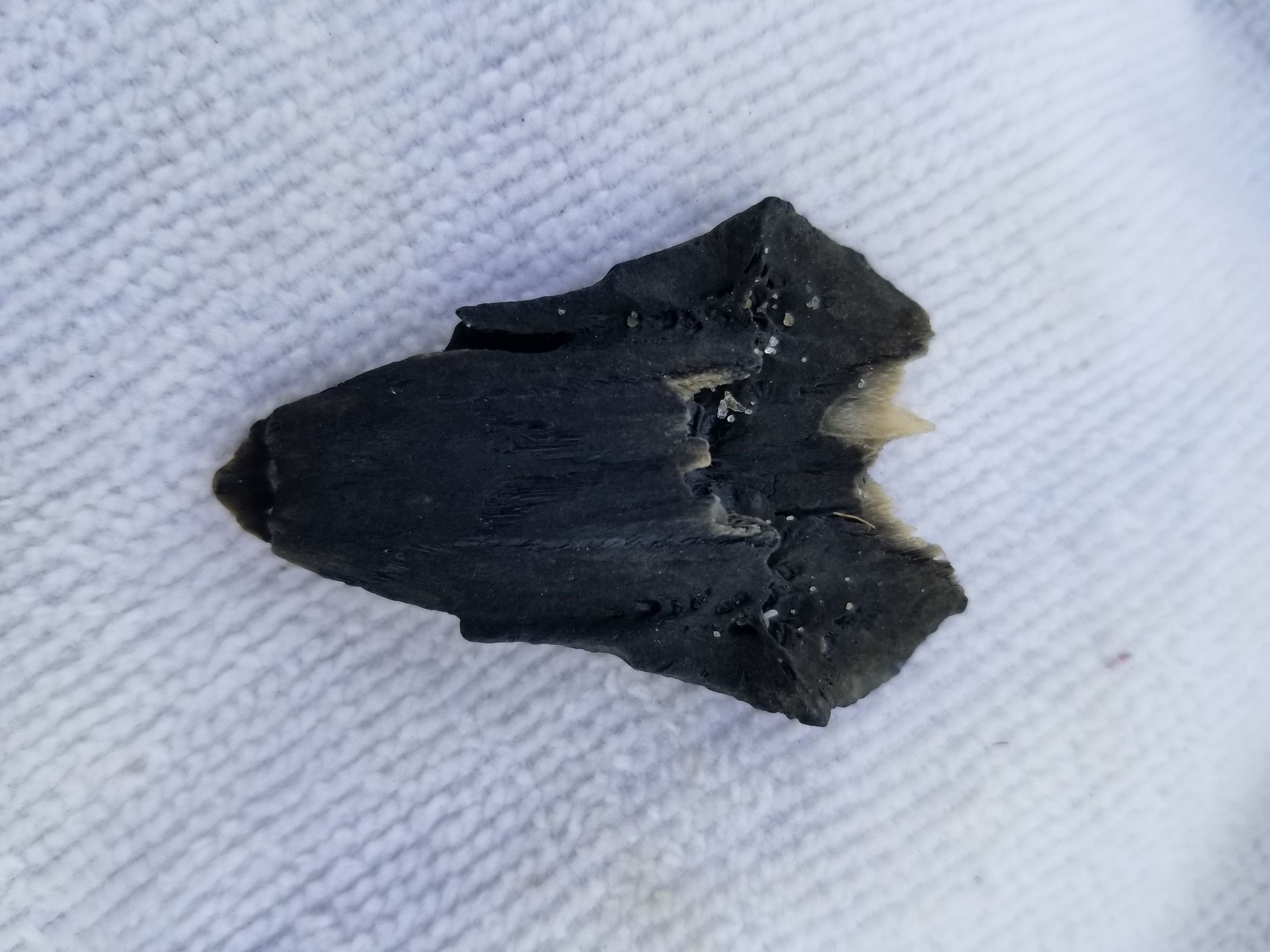 How to Find Shark Teeth : 10 Steps (with Pictures) - Instructables