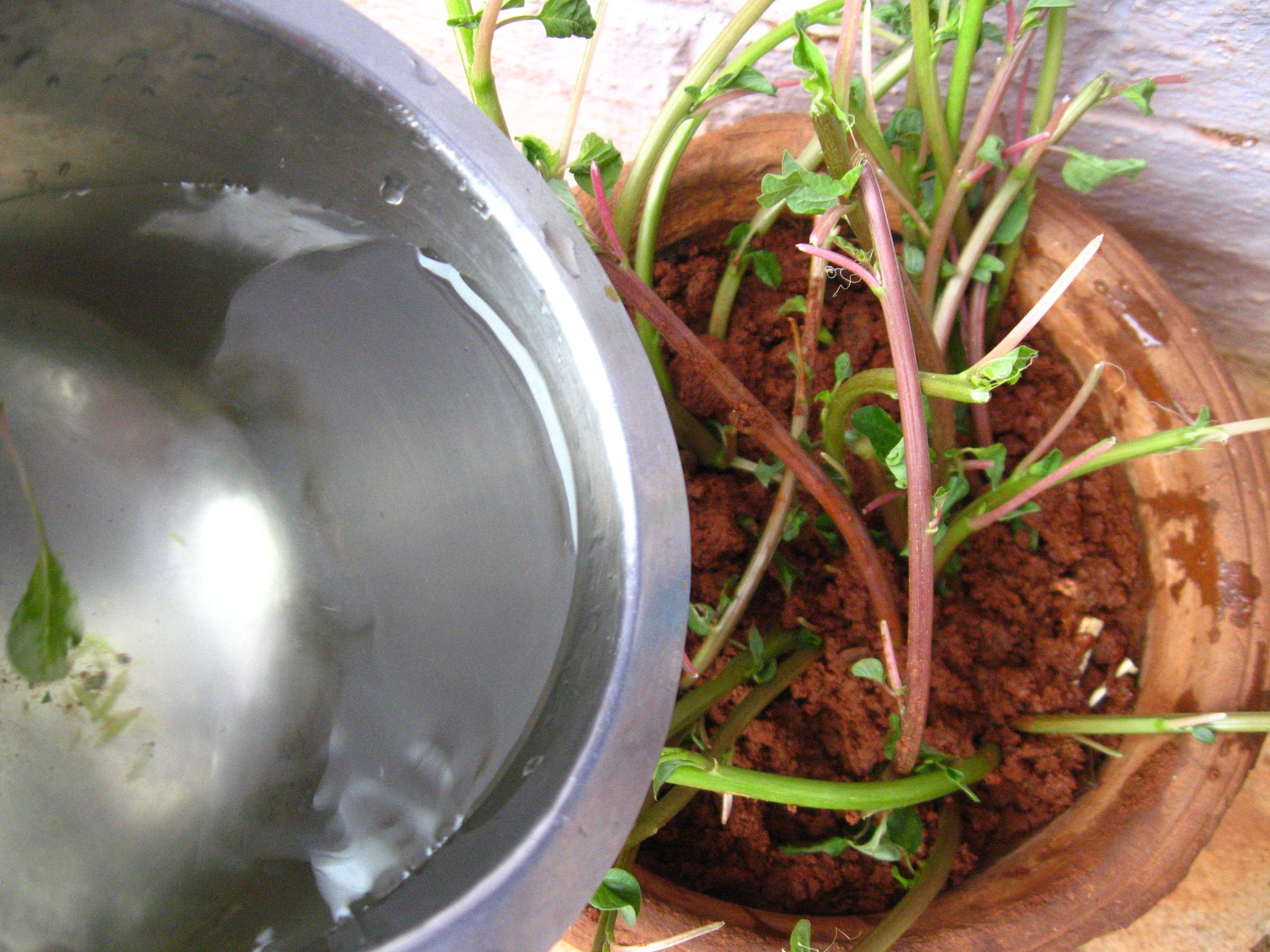 How to Grow Amaranth From Stems and Collect Seeds : 5 Steps (with ...