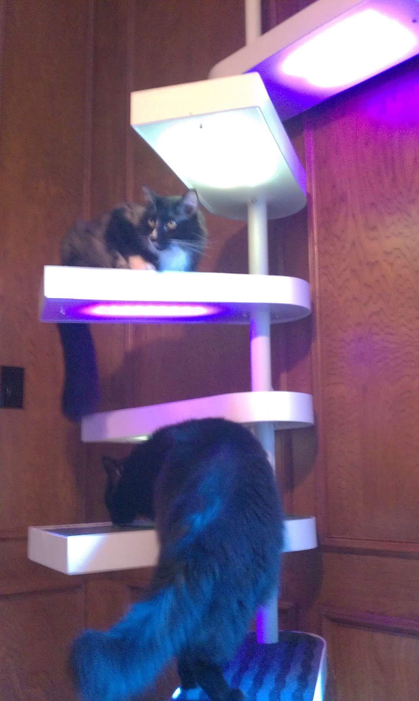 Cat Staircase Deluxe : 25 Steps (with Pictures) - Instructables