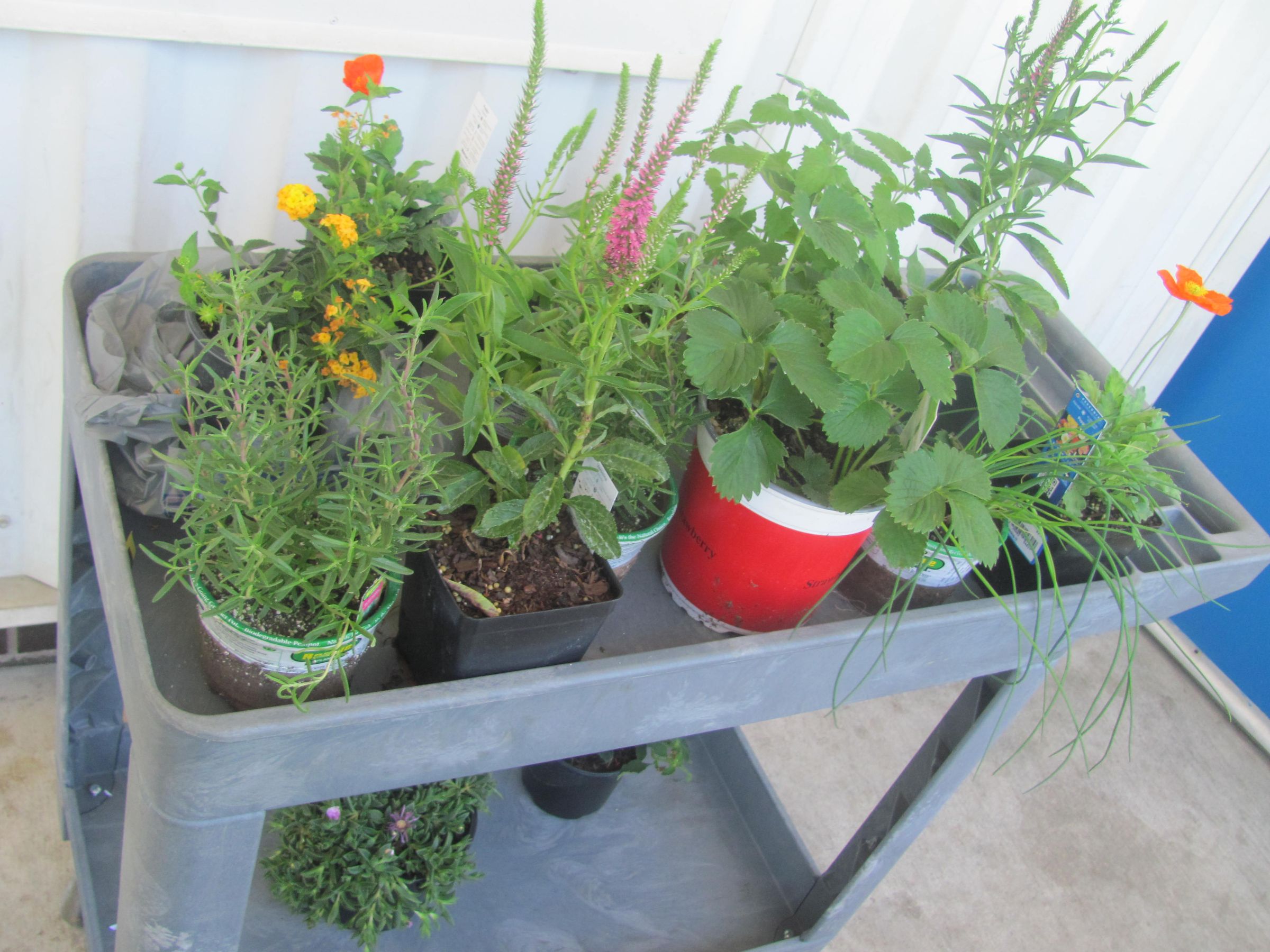 Lasagna Garden From Start to Finish. By: SHS! : 10 Steps - Instructables