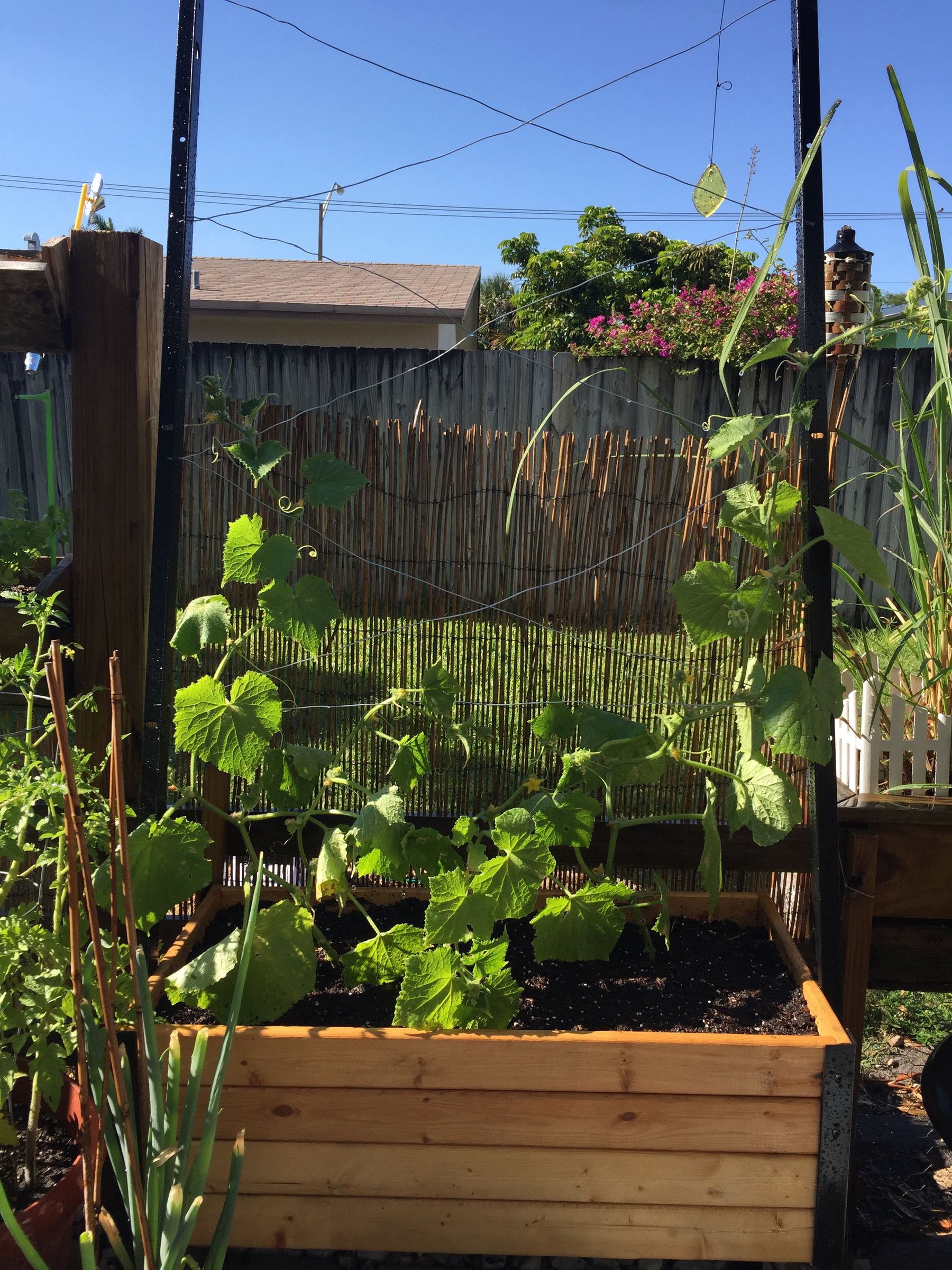 My $10 Reclaimed Climbing Vine Planter Box! : 3 Steps (with Pictures ...