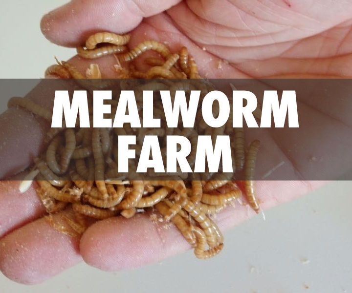 Mealworm Farm : 11 Steps (with Pictures) - Instructables