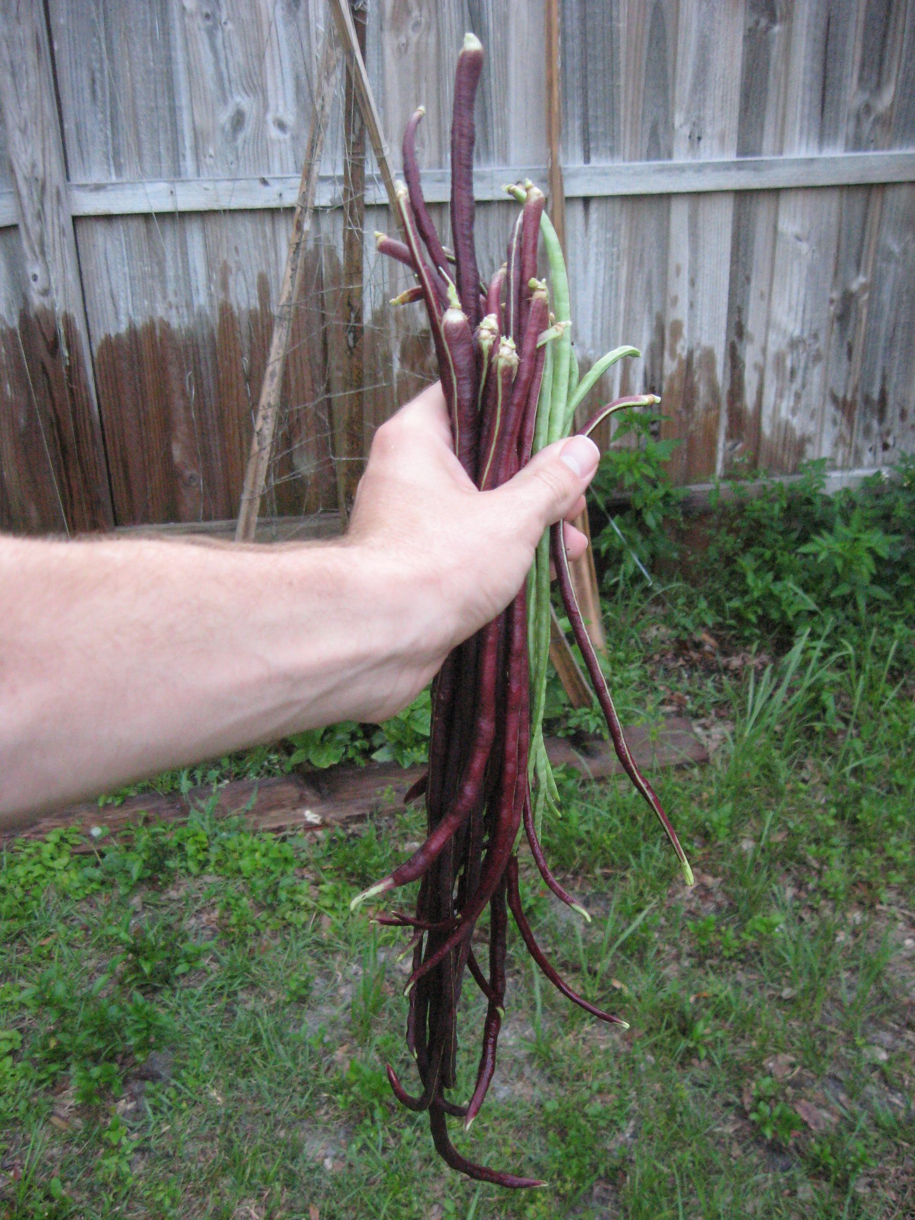 Growing Giant Beans : 8 Steps - Instructables
