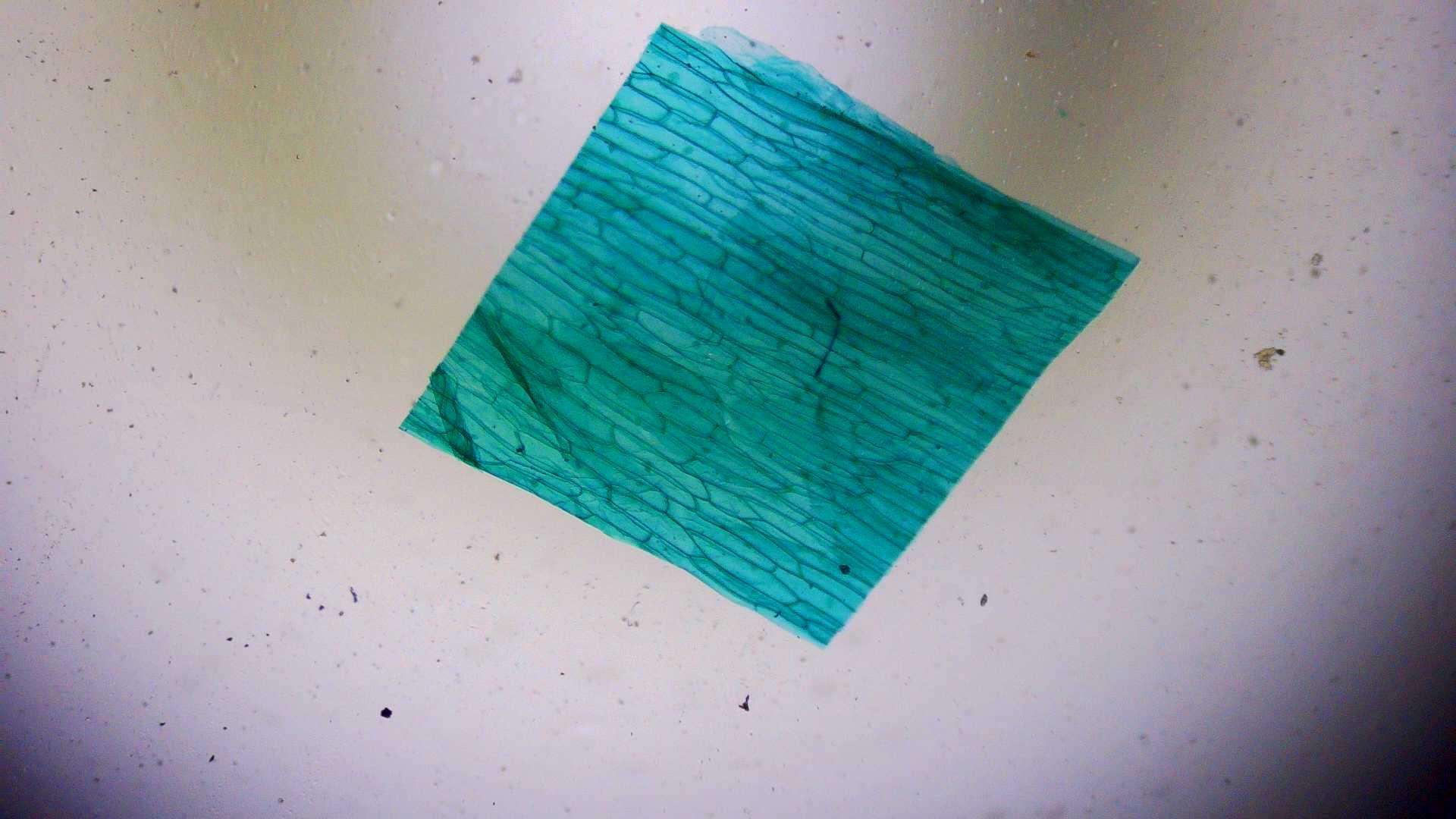 Explore MicroWORLD - AD210 Microscope : 8 Steps - Instructables