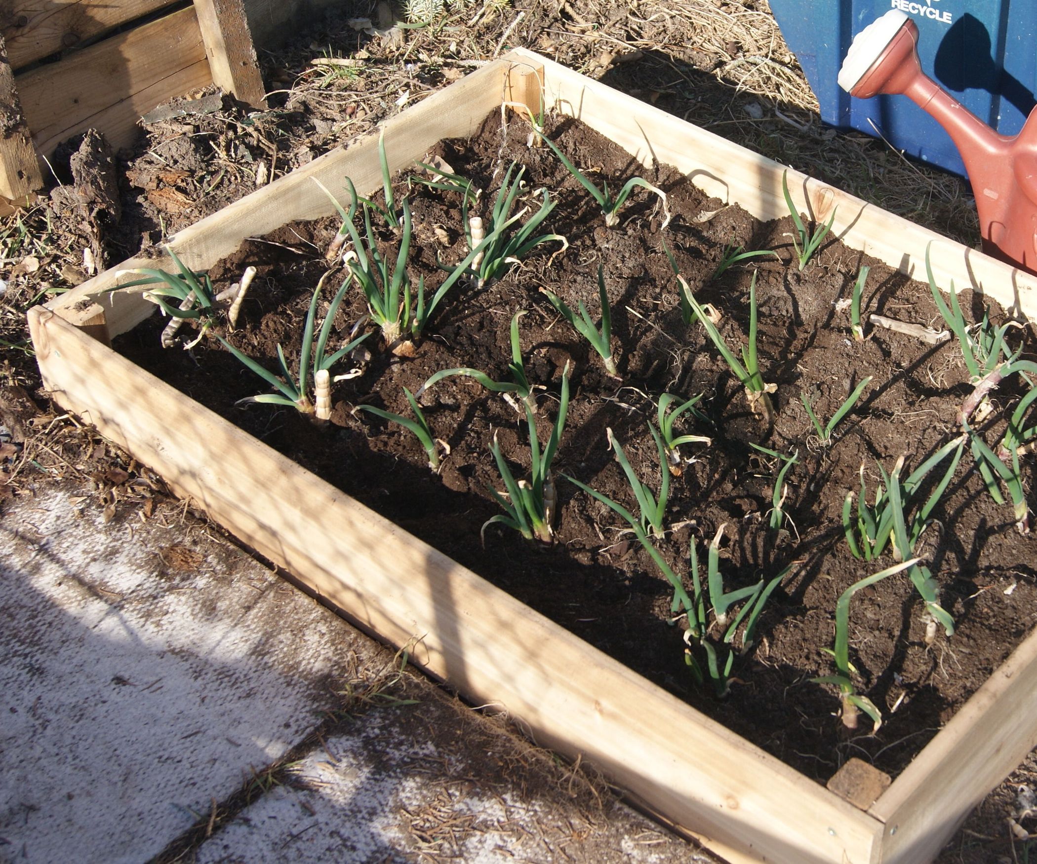 Mini Raised Bed : 6 Steps (with Pictures) - Instructables