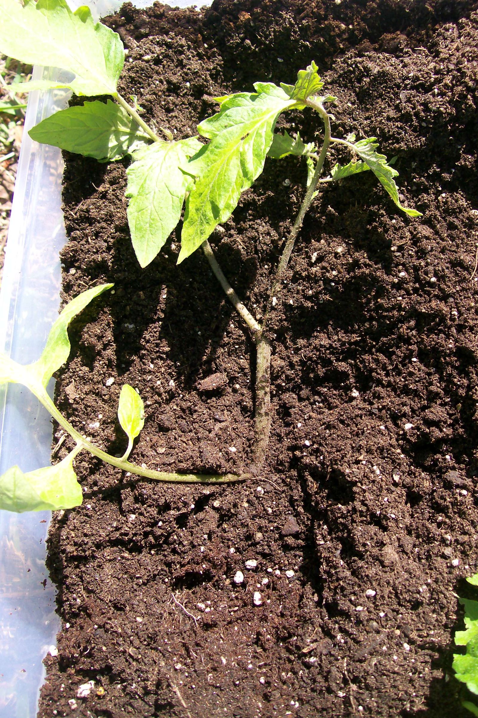 Growing Horizontal Tomatoes : 5 Steps - Instructables