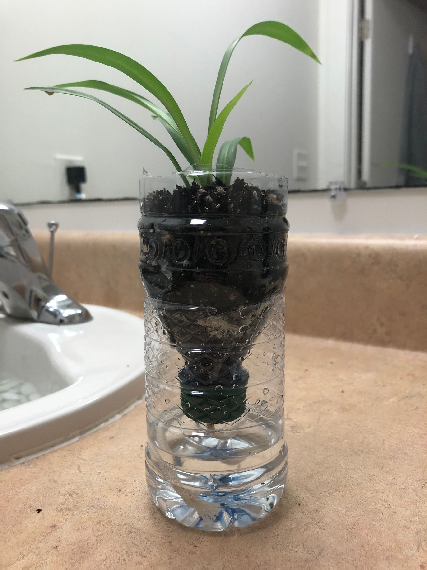 Recycled Self-Watering Water Bottle Pot : 6 Steps - Instructables