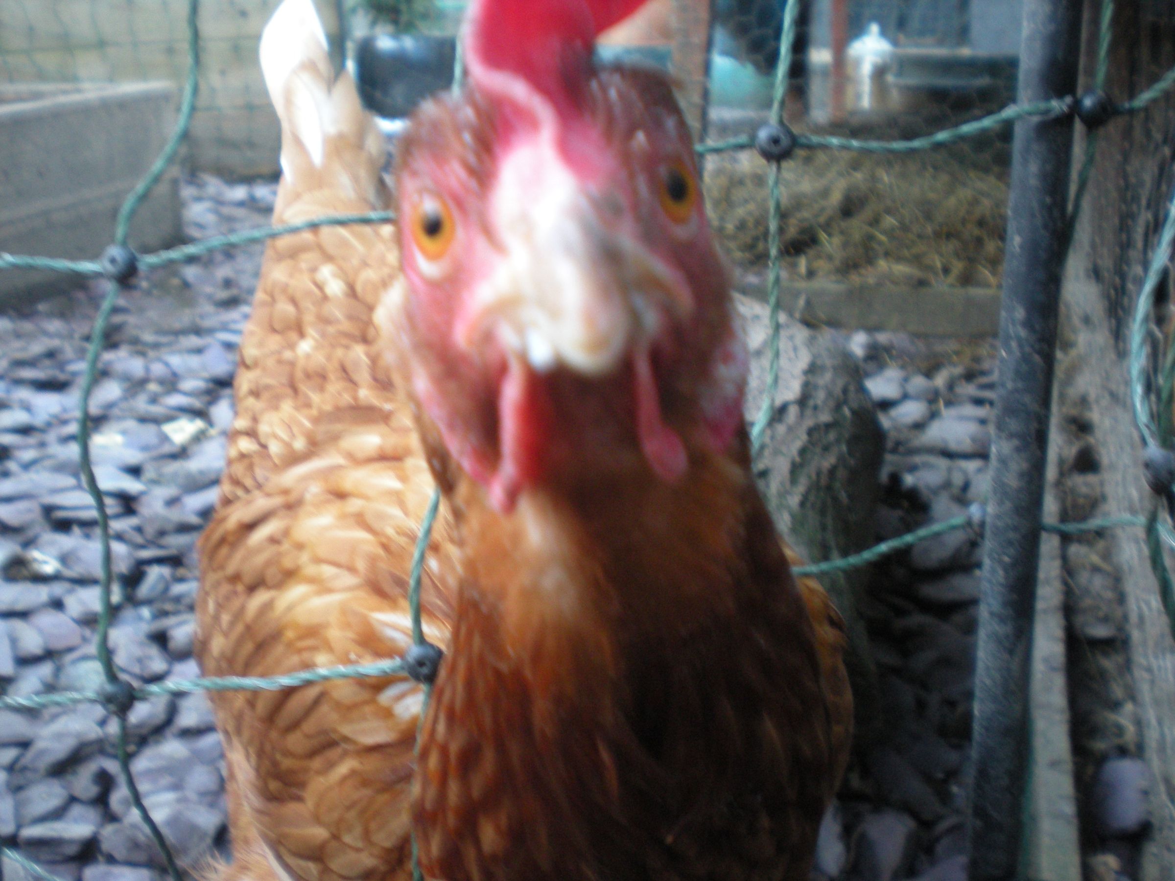 Chicken Coop Controller V2 Software Update : 5 Steps - Instructables