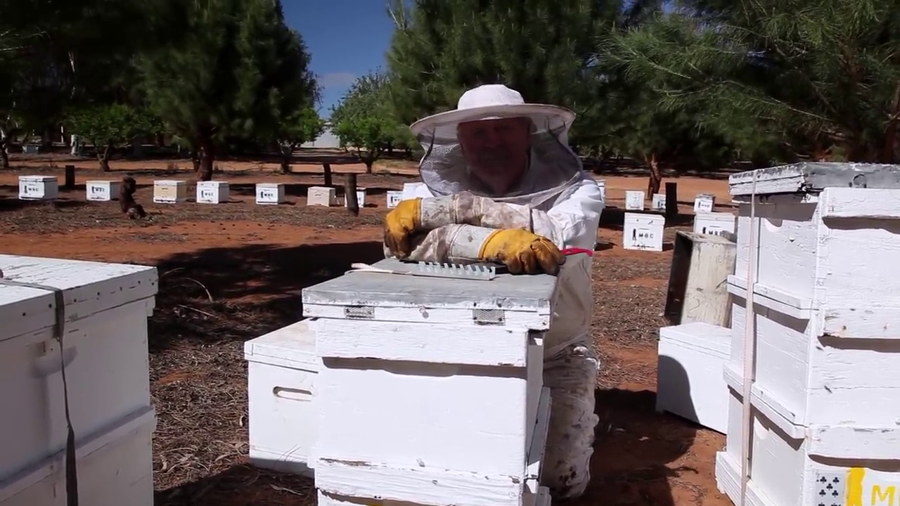 How to Split a Beehive : 10 Steps (with Pictures) - Instructables