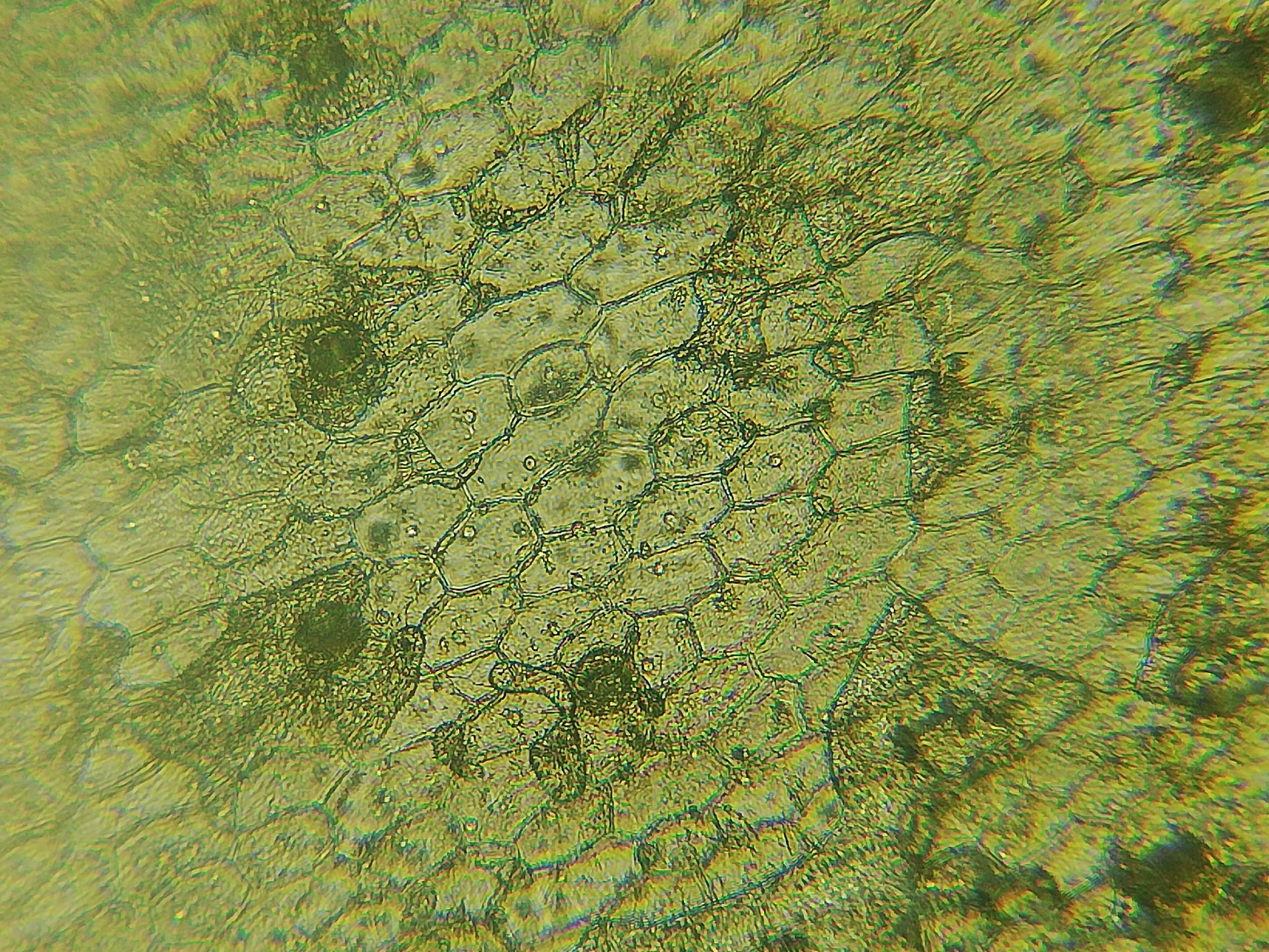 DIY X200 Microscope : 13 Steps (with Pictures) - Instructables