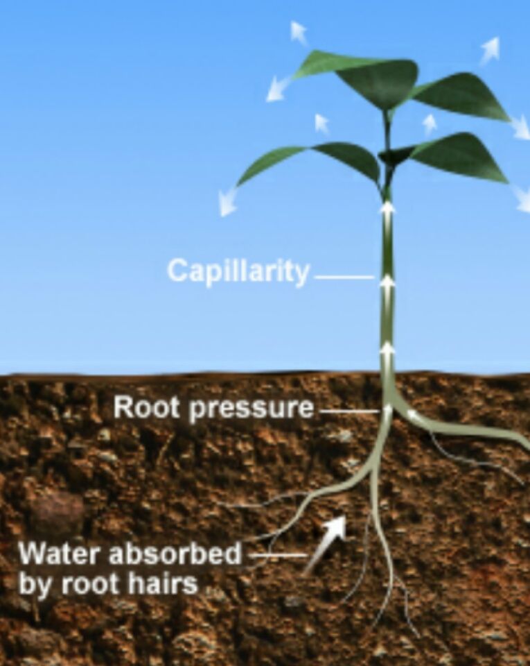 Capillary Action Tree