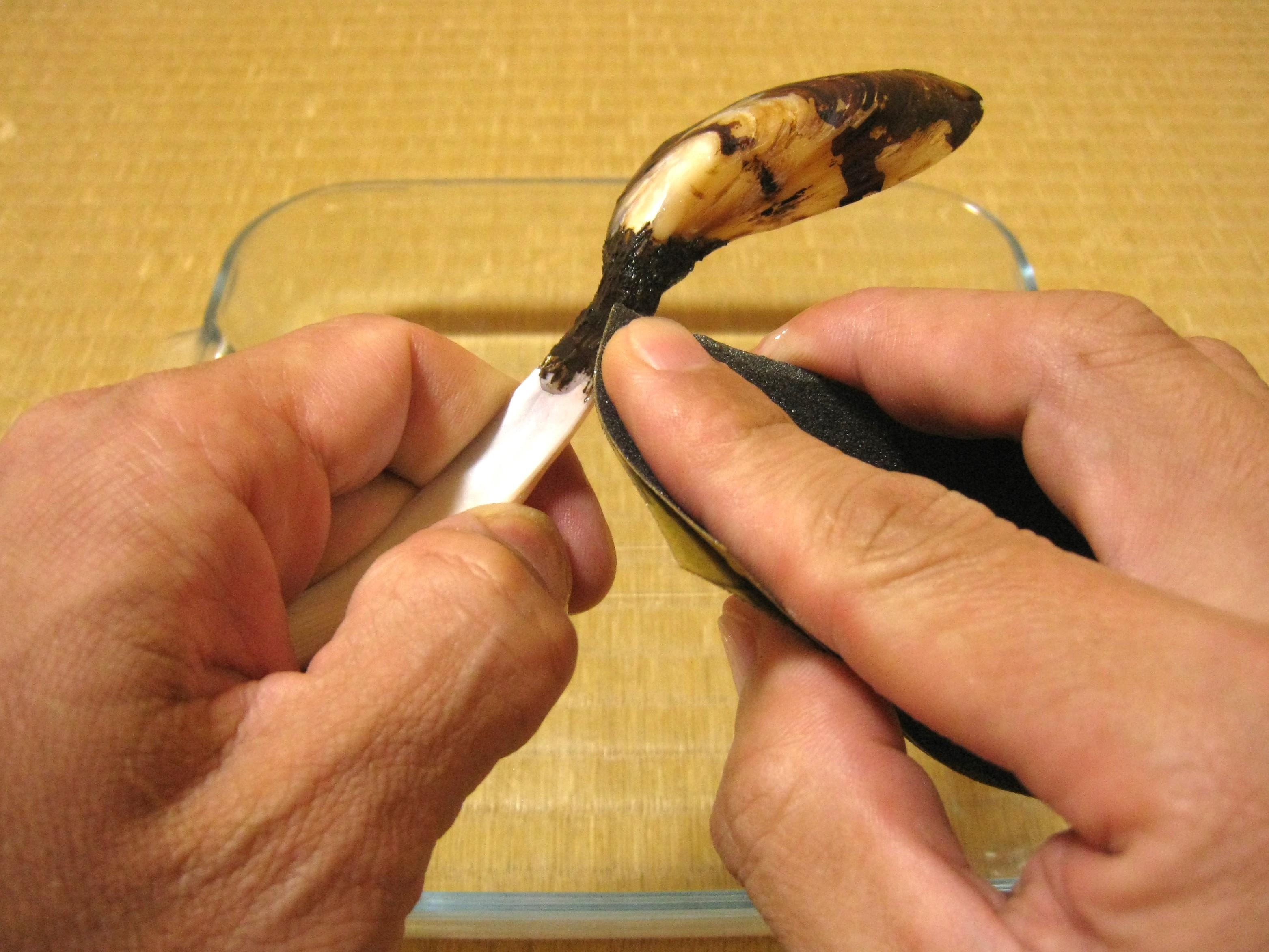 Chinese Soup Spoon Making Out of Mussel : 6 Steps - Instructables
