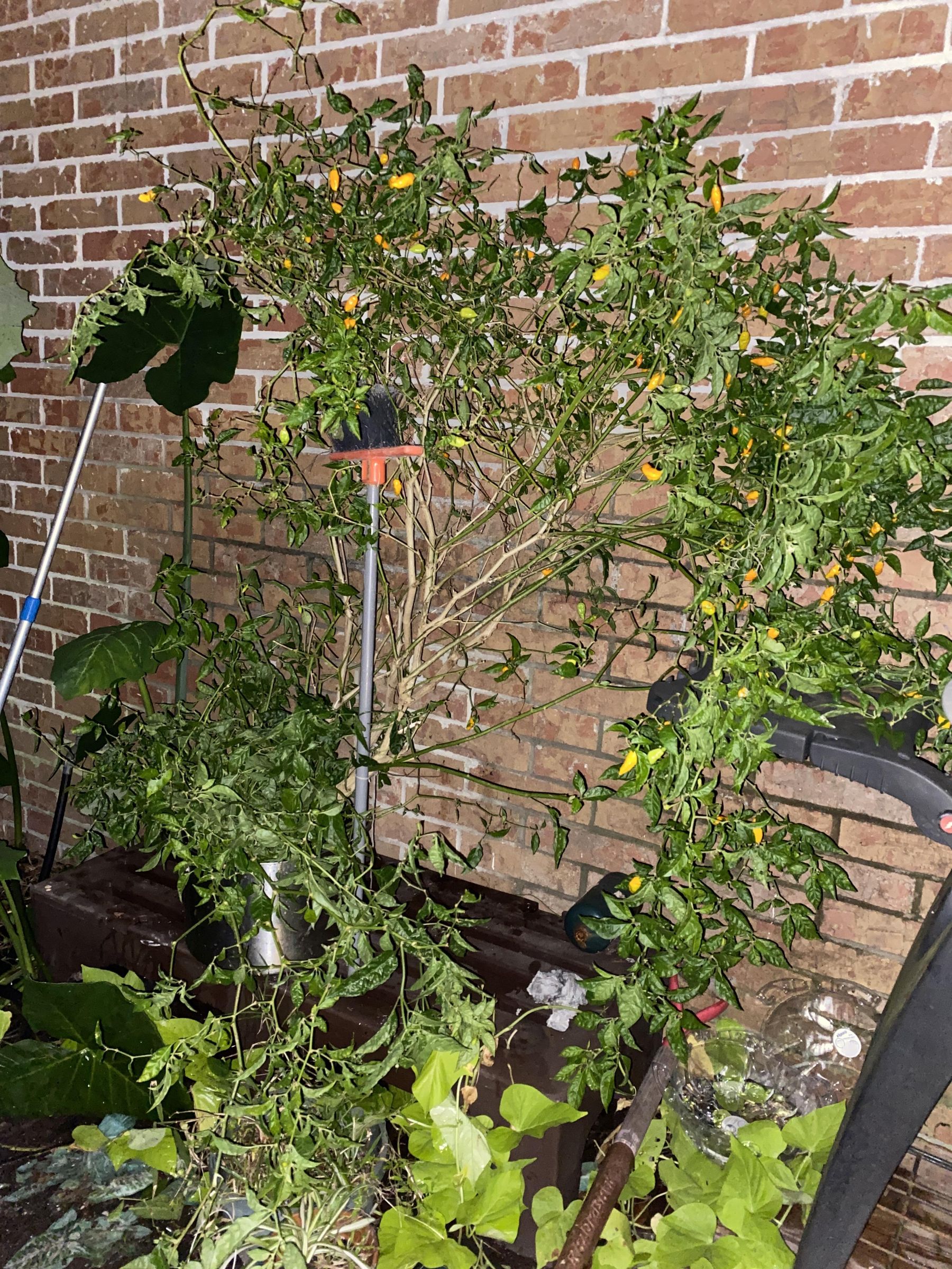 Pruning and Protecting 'Super Hot' Chilli Pepper Plants for Winter : 4 ...
