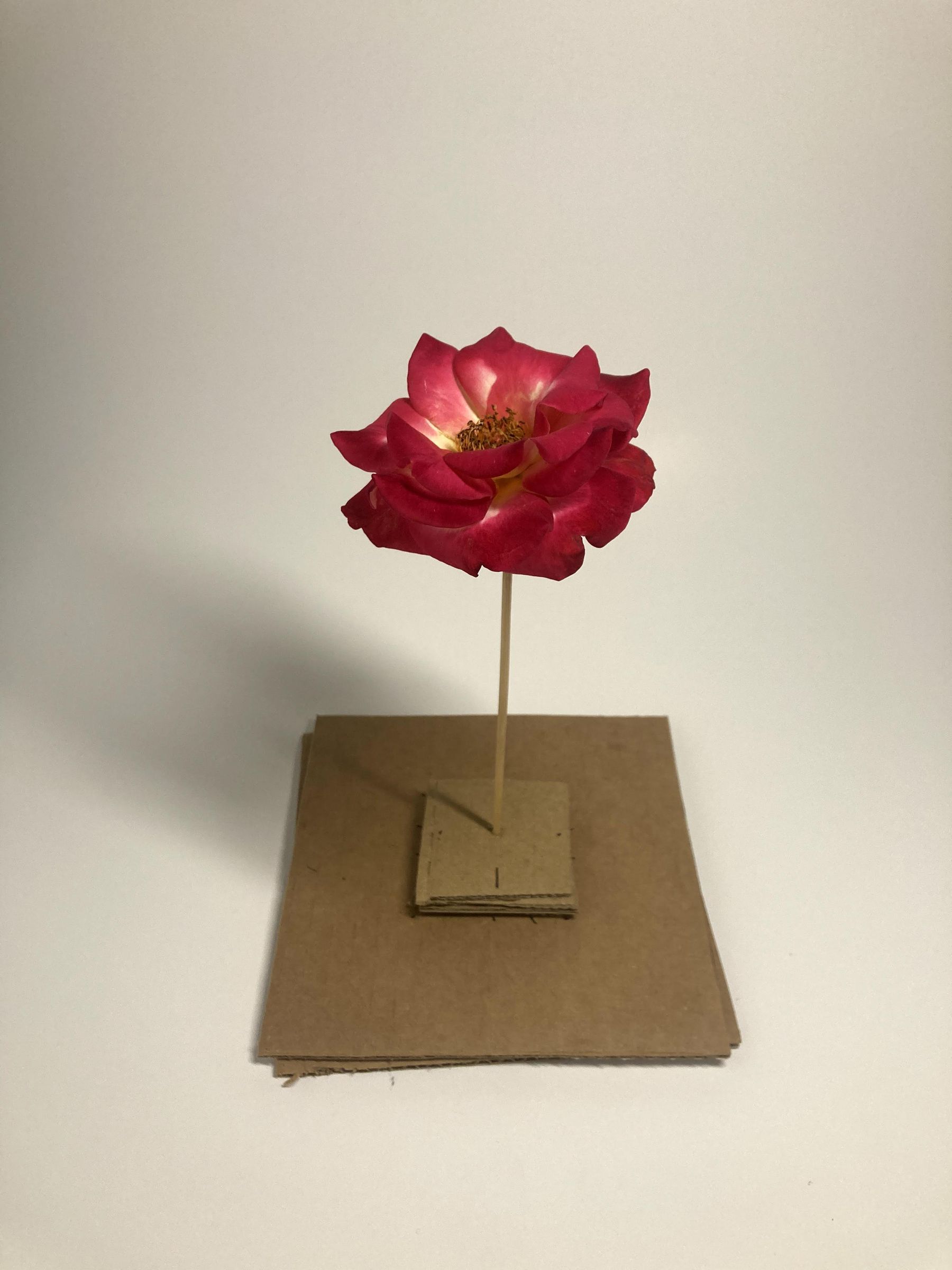 Flower Photogrammetry : 4 Steps - Instructables