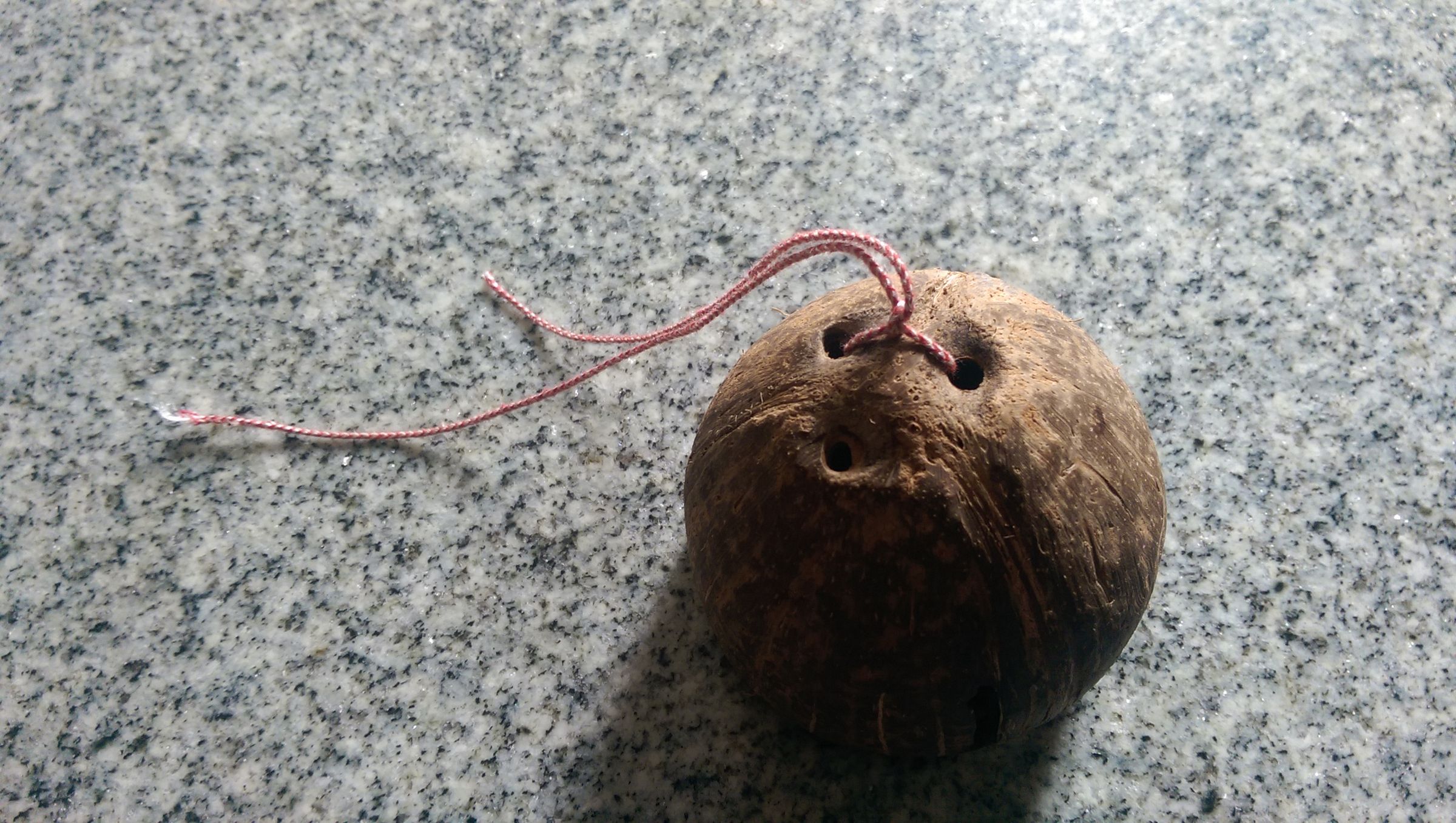 Coconut Piggy Bank : 9 Steps - Instructables