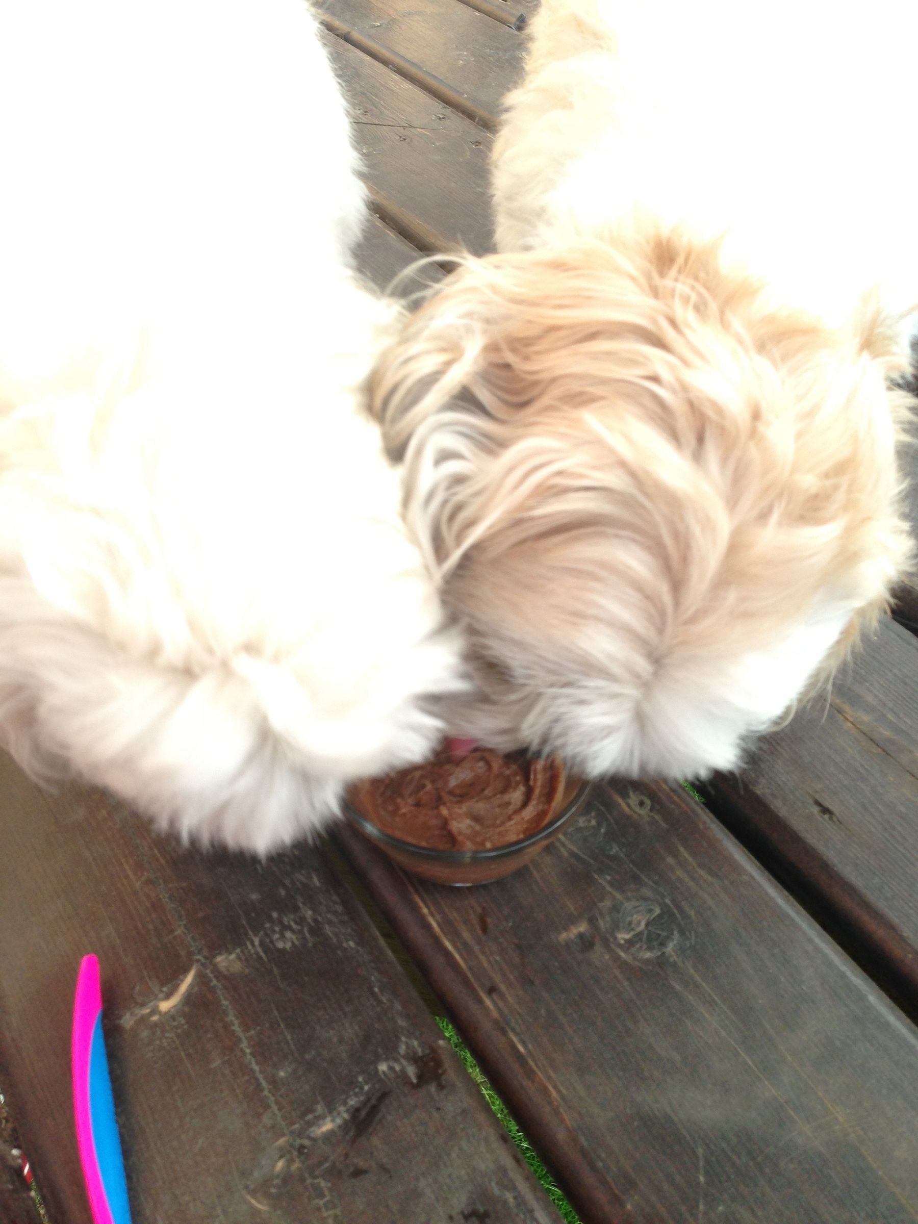 Homemade Toothpaste for Dogs! : 6 Steps (with Pictures) - Instructables