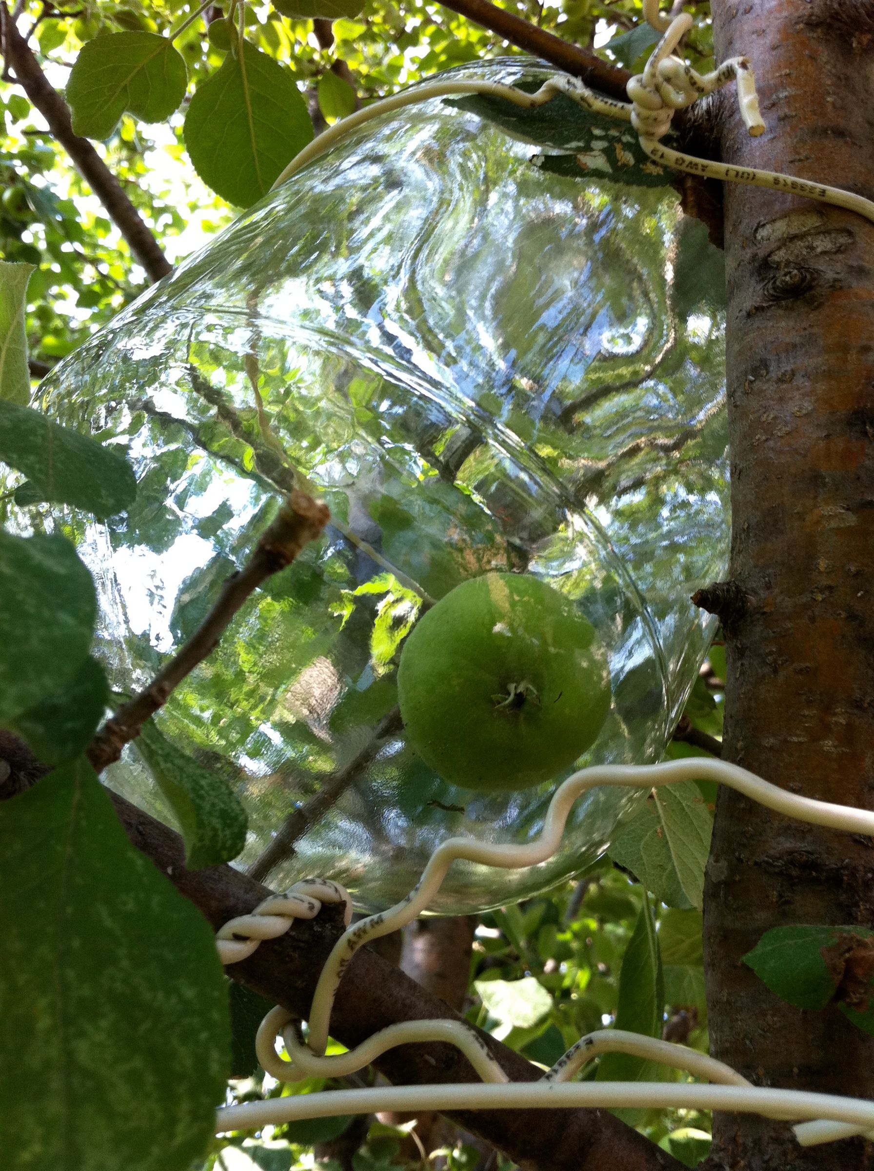 How to Grow an Apple in a Bottle : 15 Steps (with Pictures) - Instructables