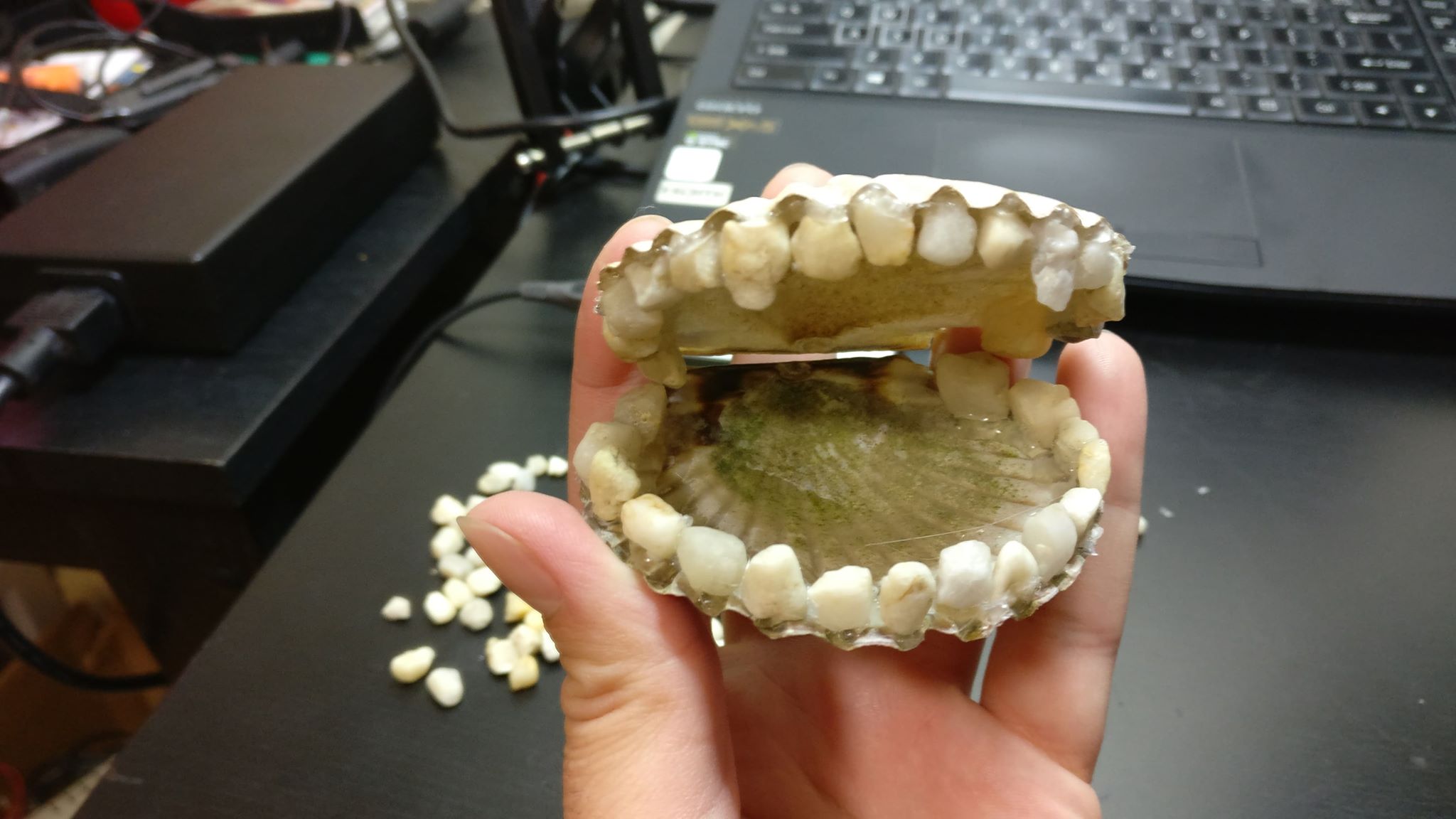 Toothy Shell Mouths : 4 Steps - Instructables