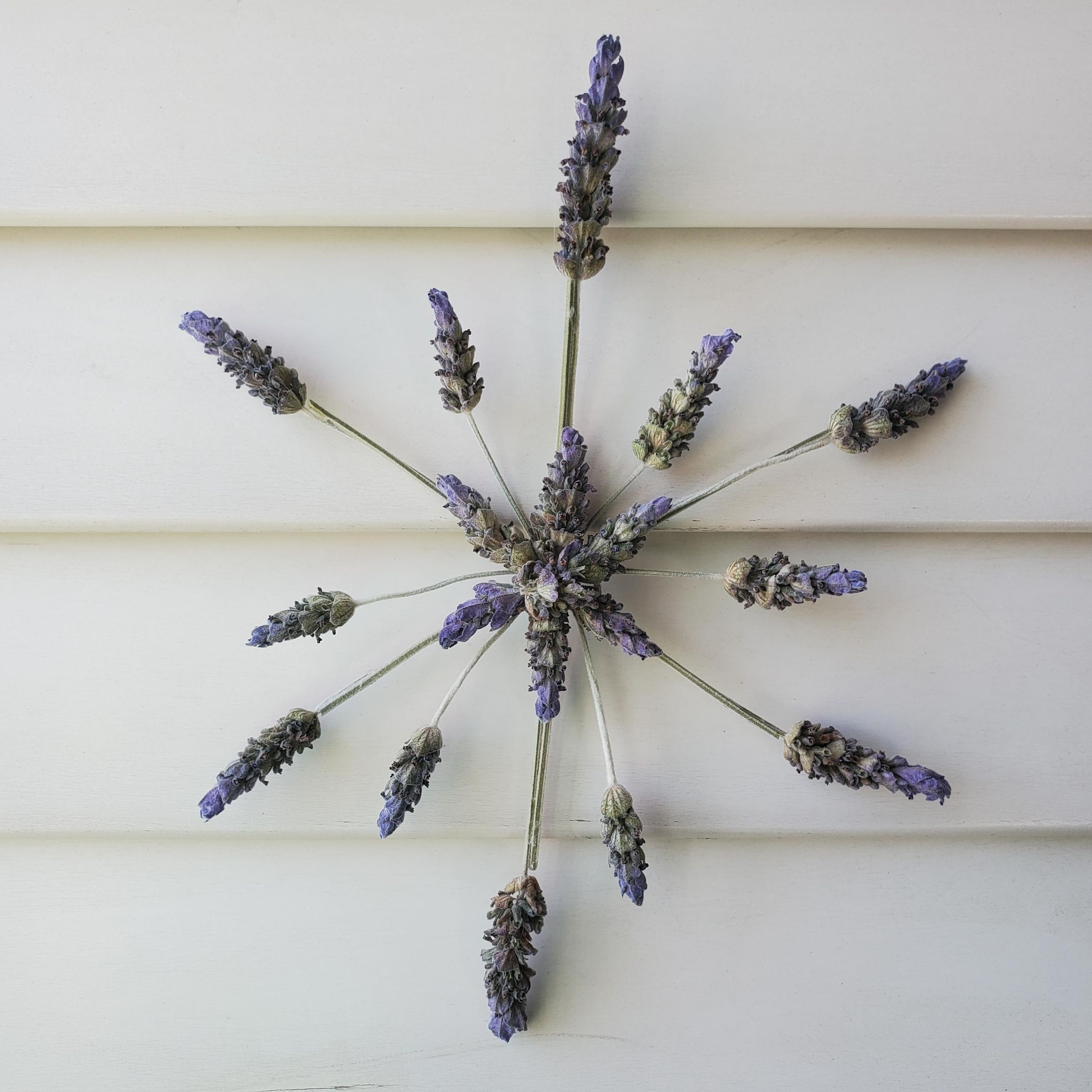 Dried Lavender Snowflake : 5 Steps (with Pictures) - Instructables