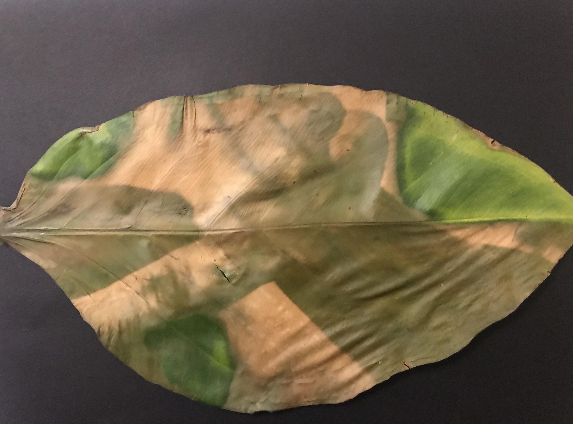 Chlorophyll Prints : 3 Steps - Instructables