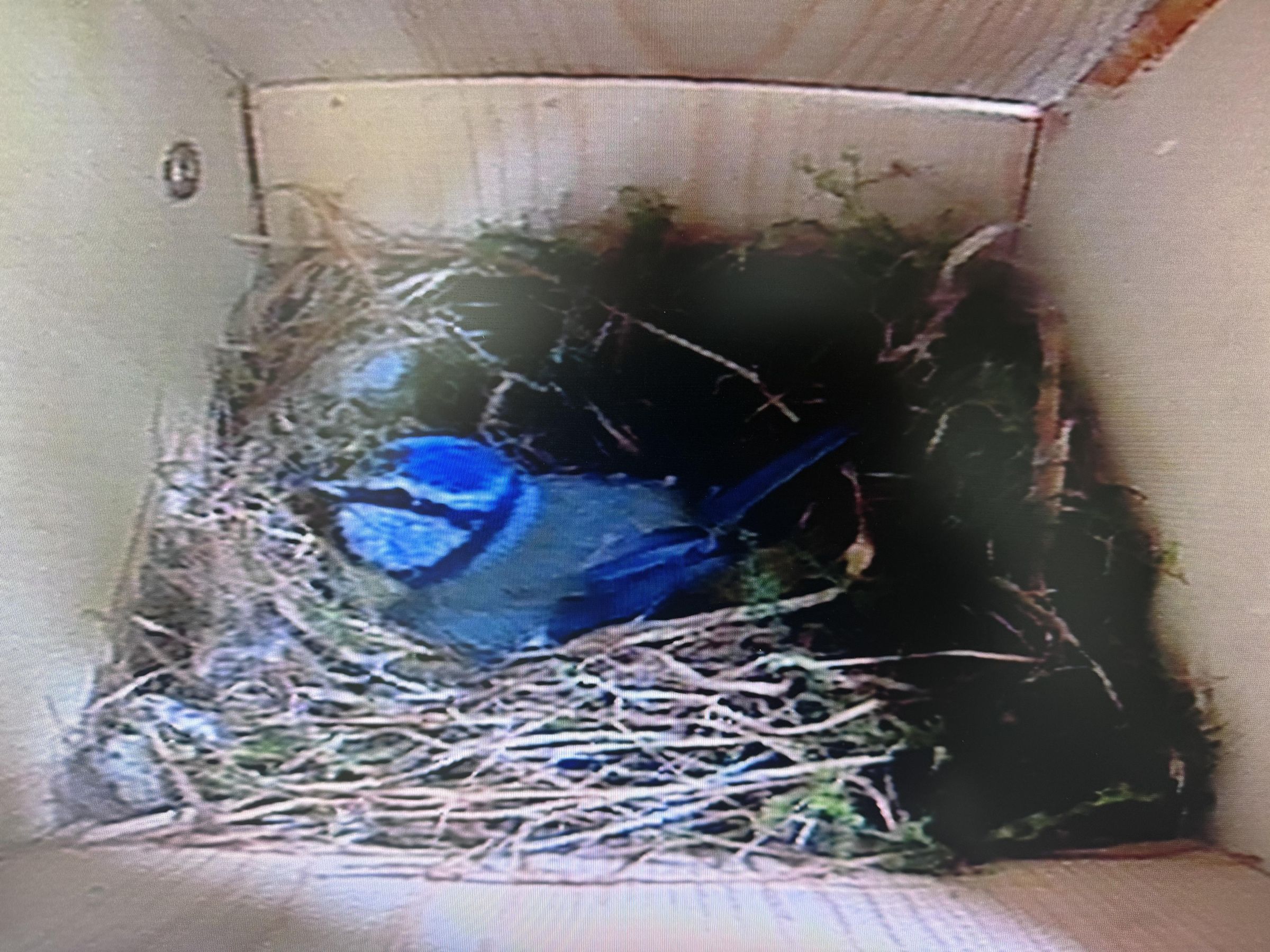 Side View Bird Box Camera and BlueTit Diary : 70 Steps (with Pictures ...
